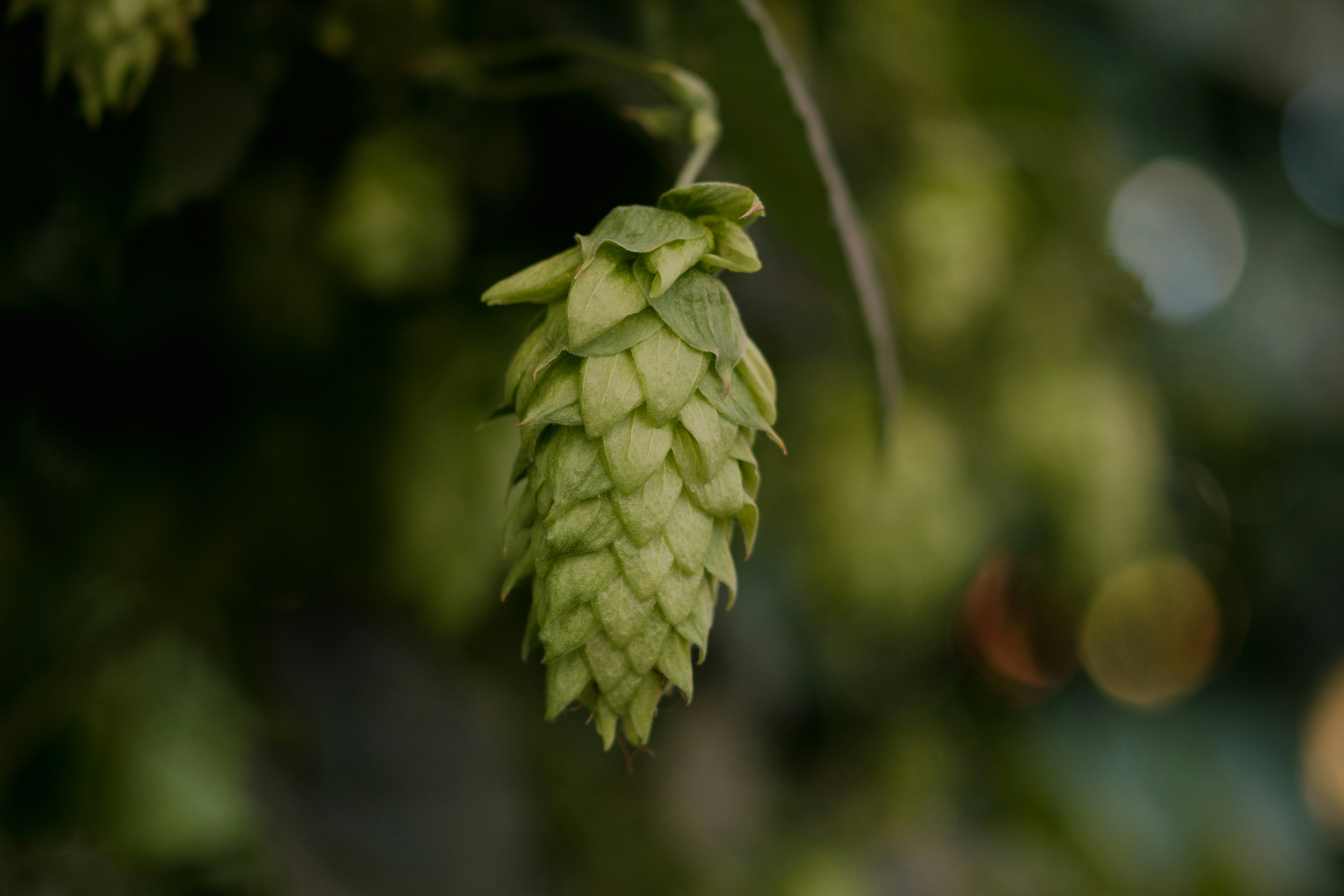 A close up of a plant photo – Free Fresh hops Image on Unsplash