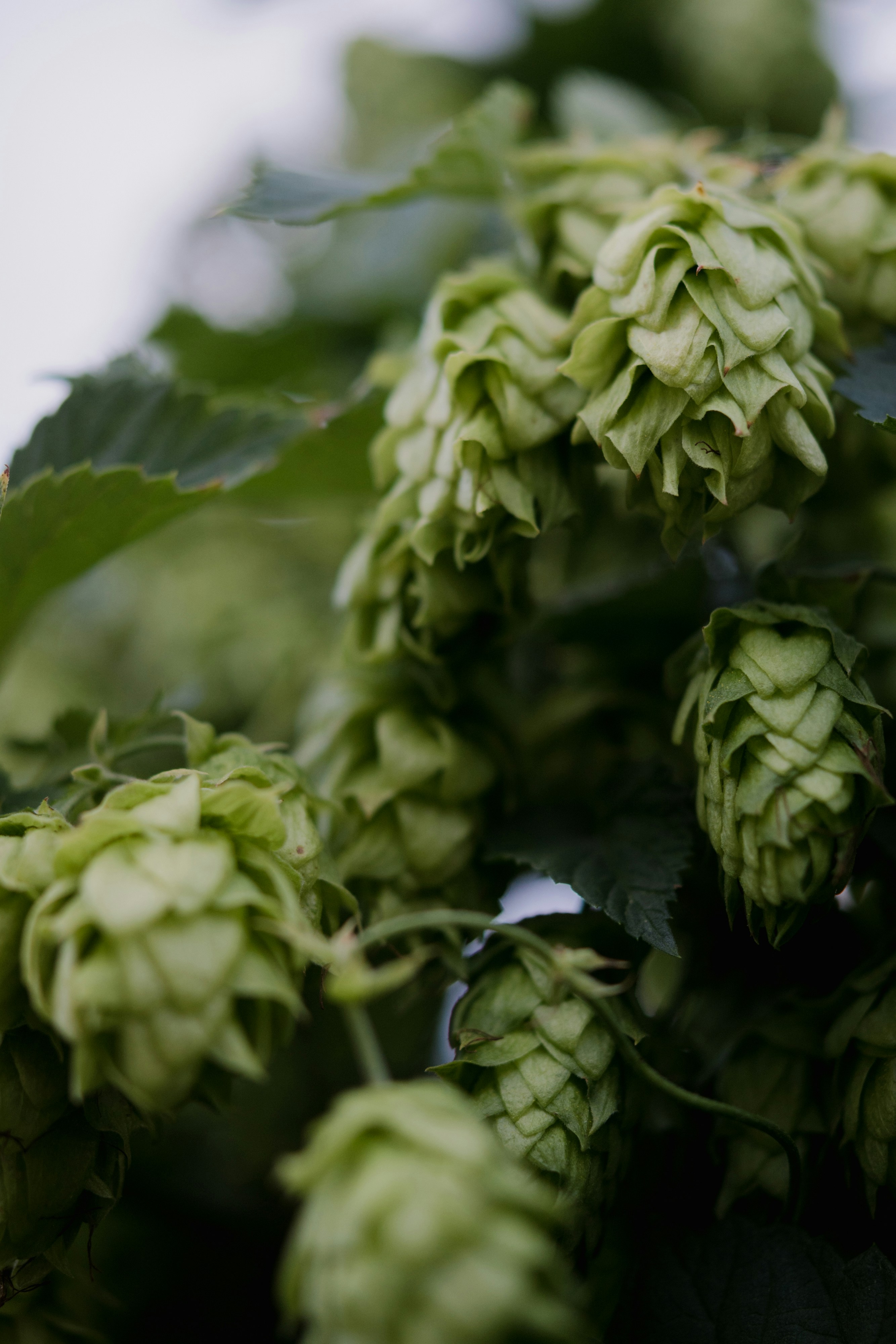 Hops Pictures | Download Free Images on Unsplash