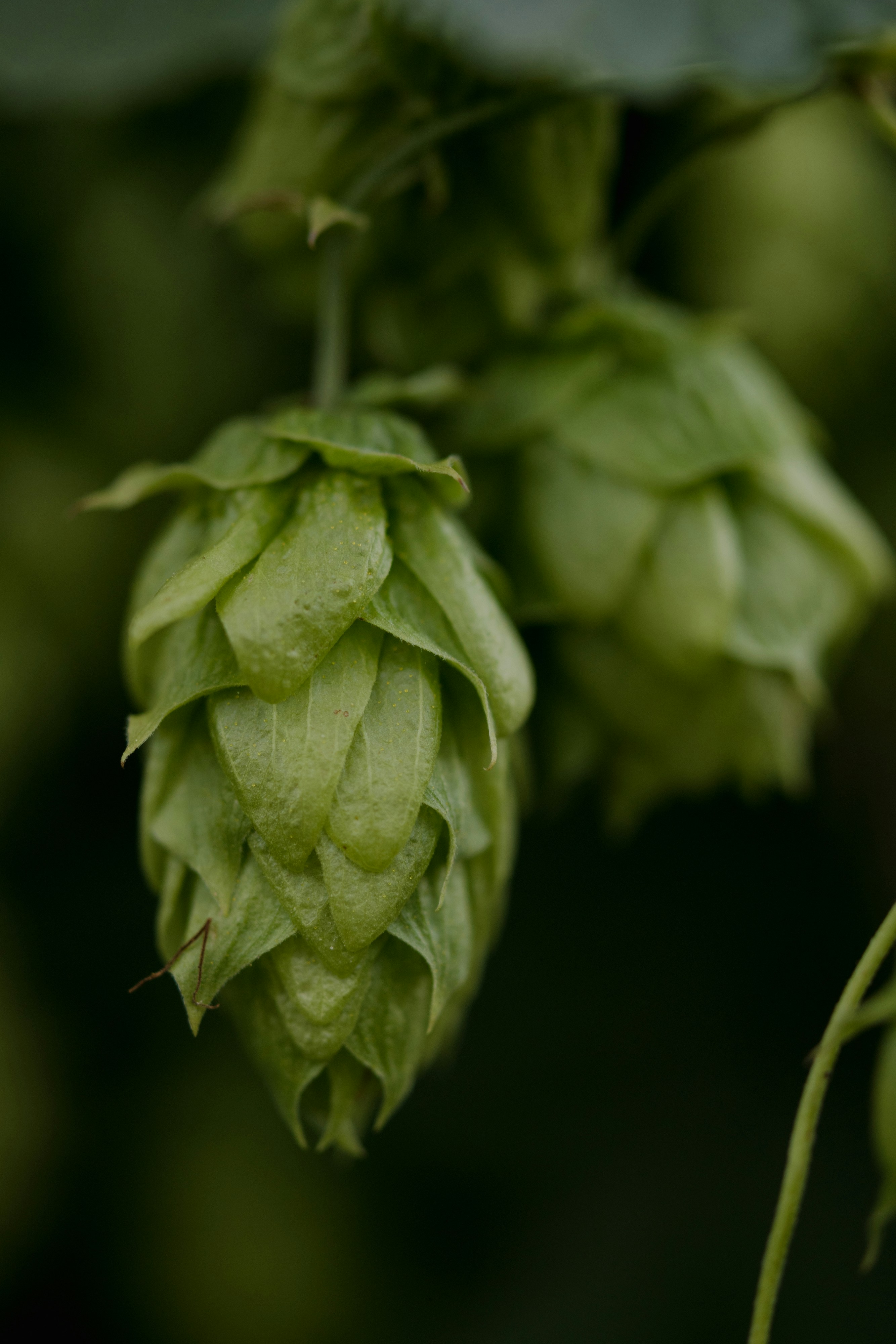 Close-up of vibrant green hop cones hanging from a vine, showcasing their intricate texture and shape.