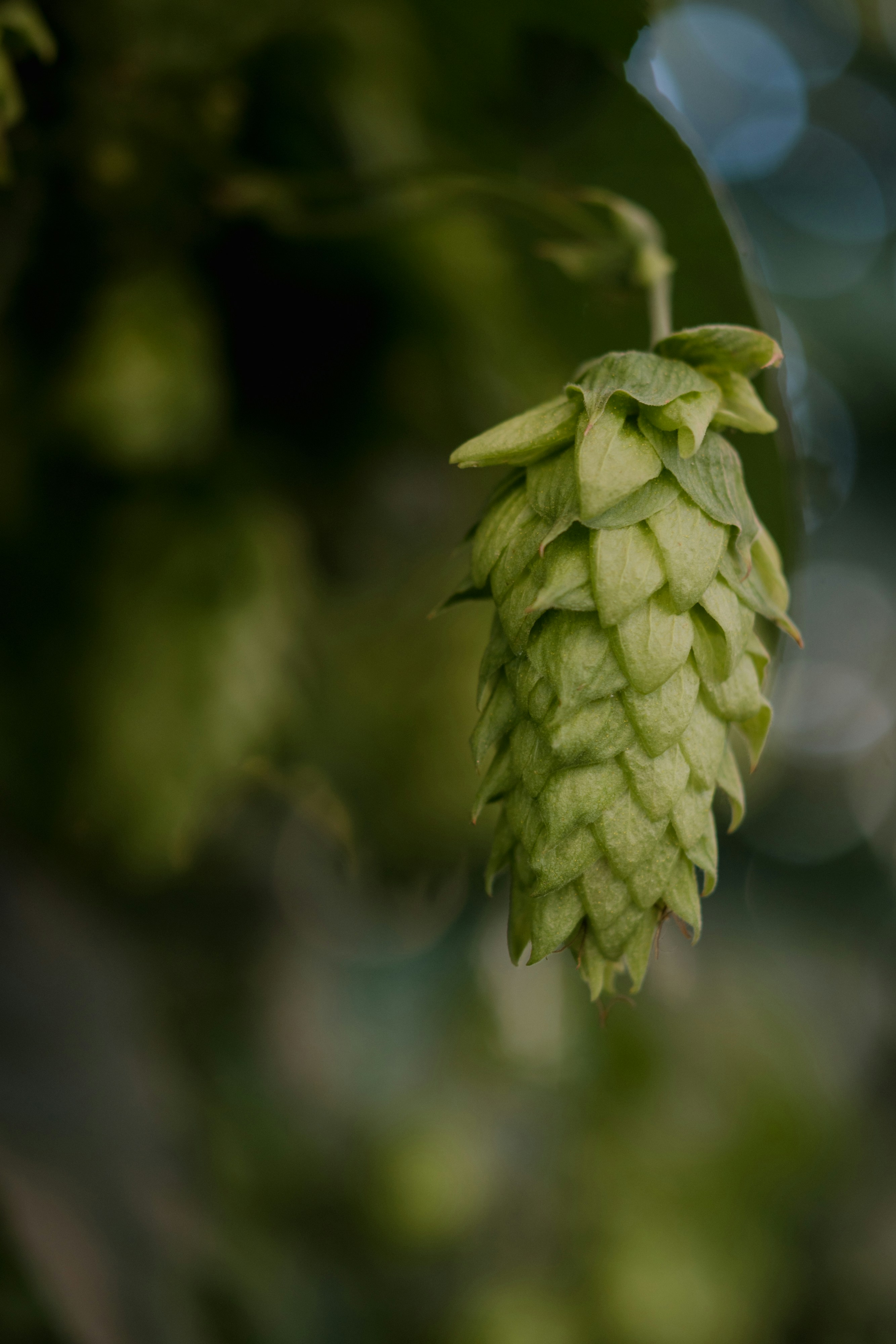 A close up of a plant photo – Free Hops Image on Unsplash