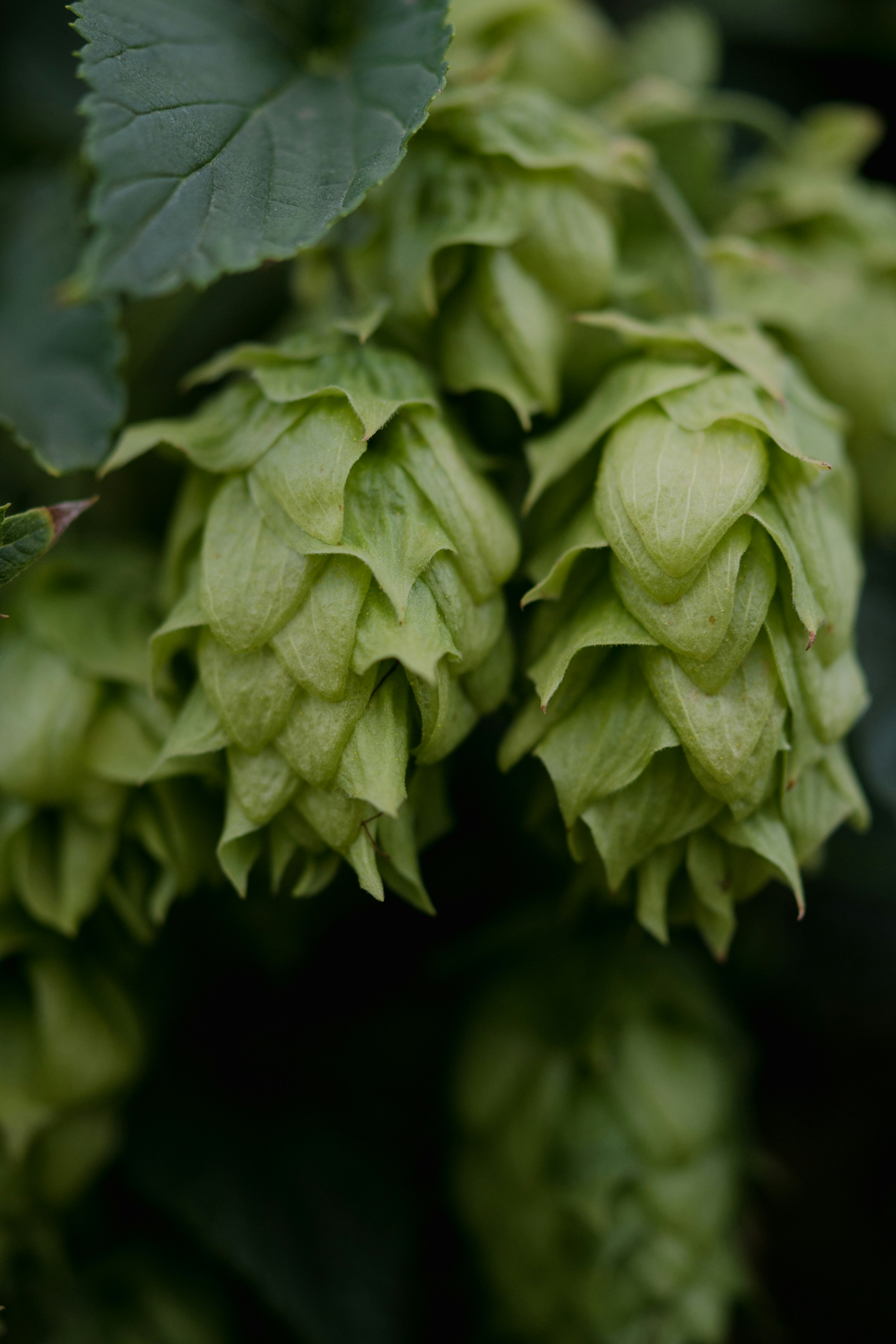 Emerald Hop Cones in Quiet Shade