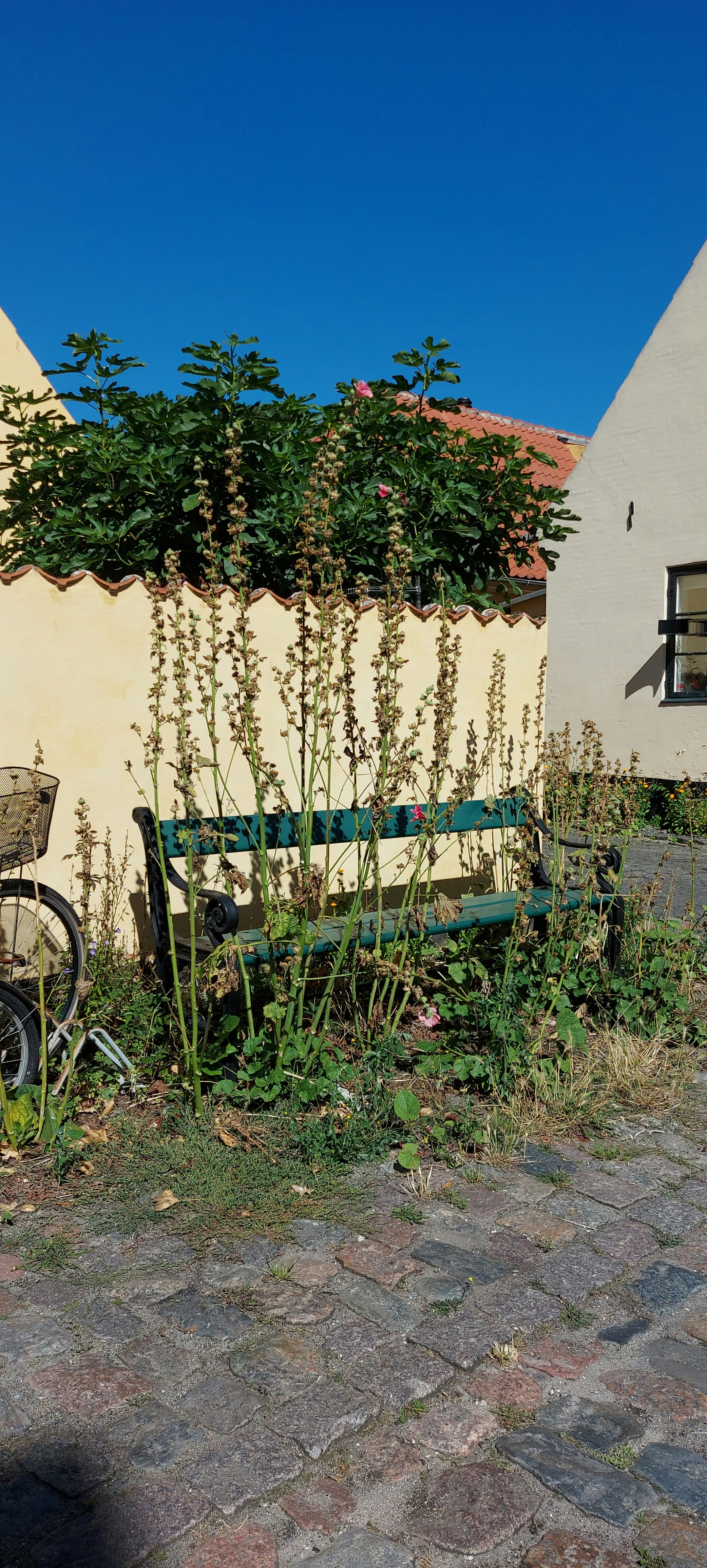 Sunlit Courtyard Bench Framed by Tall Wildflowers Under a Cerulean Sky