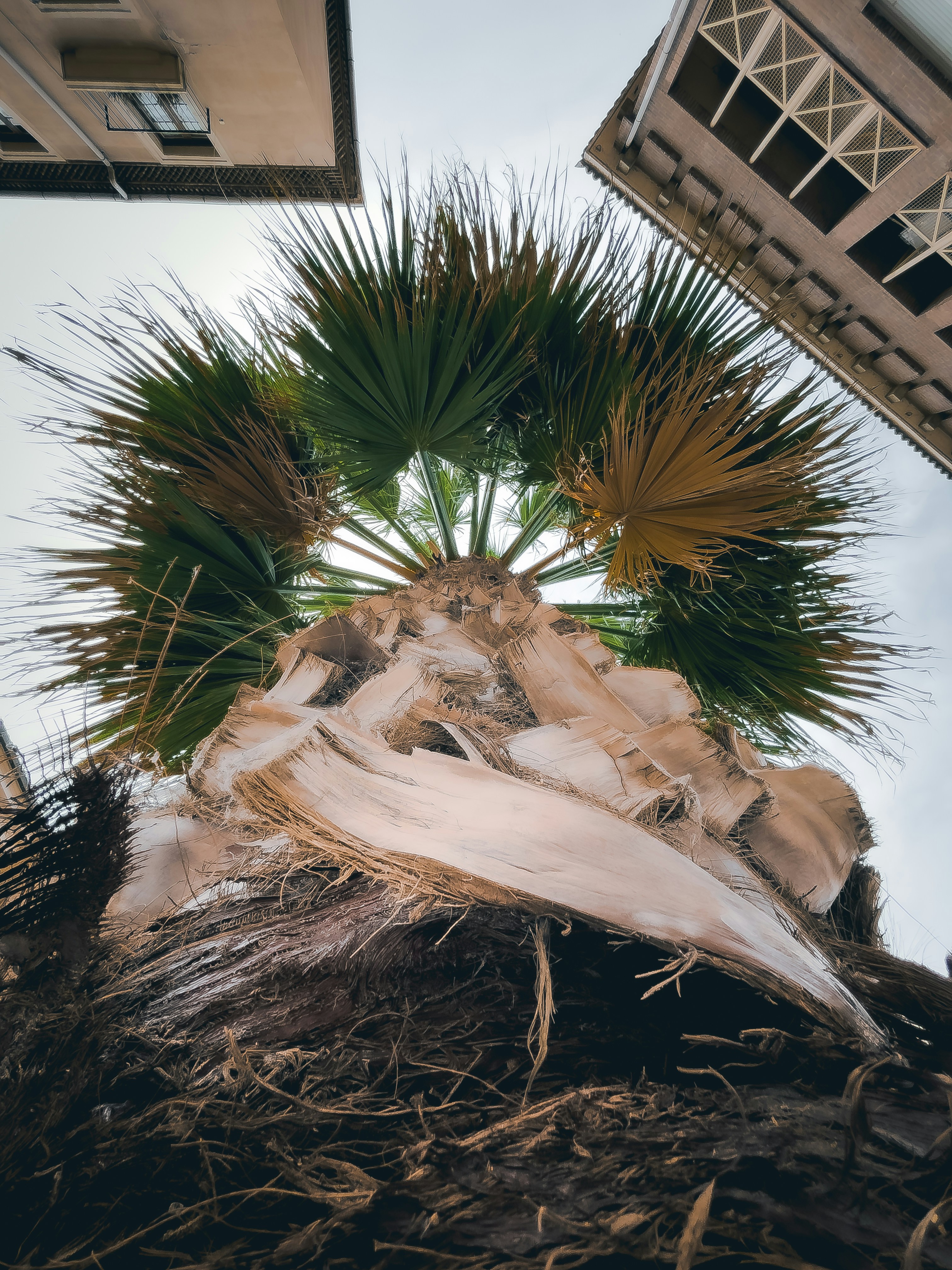 Upside-Down Palm Cathedral: A Tall Perspective from the Street Level