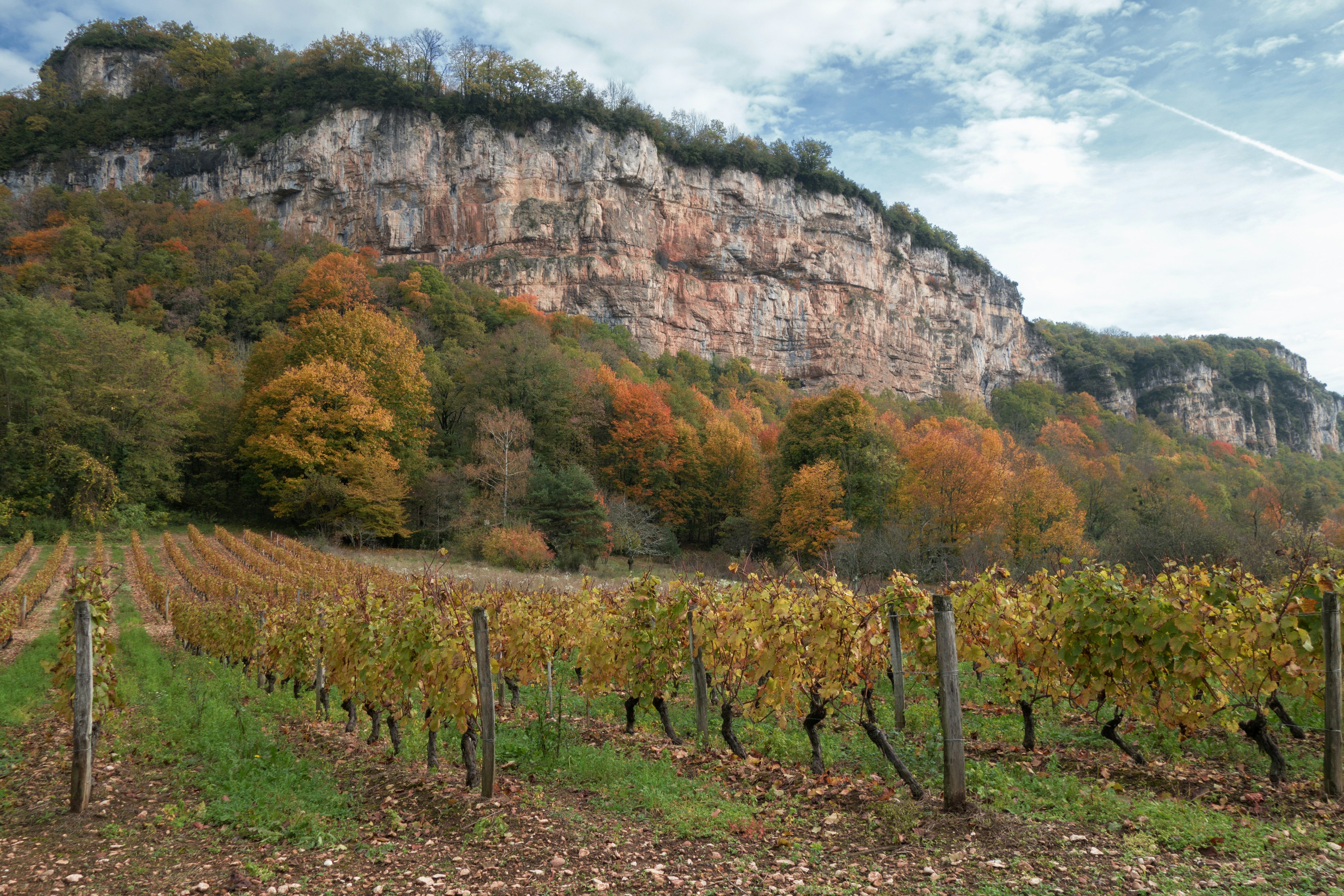 Autumn Ridge Vineyard: Lines of Harvest toward a Cliffside Panorama