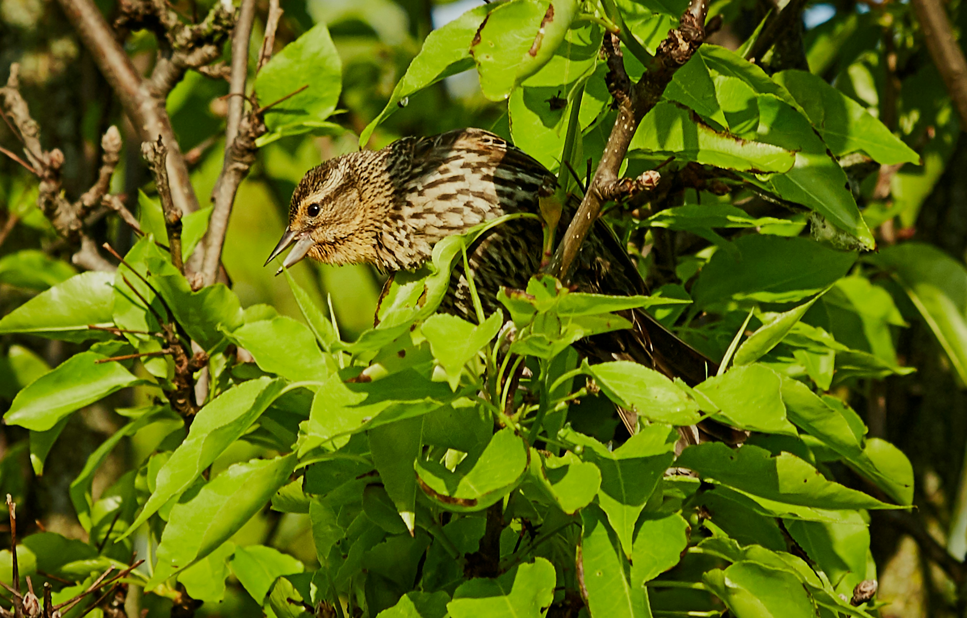 Hidden Wren in the Canopy: A Scritch of Beak Amid Green