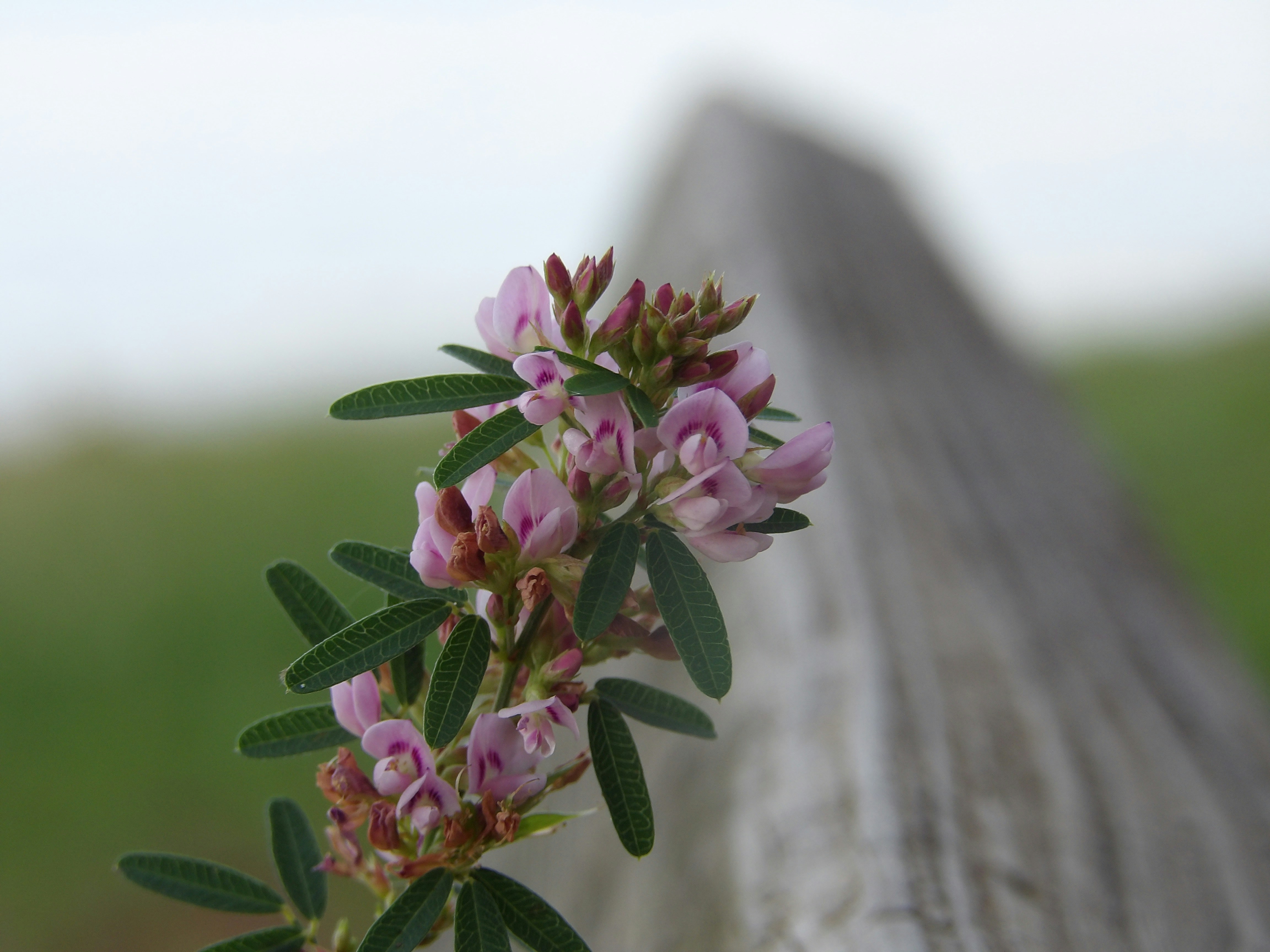 Purple wild flower near a wooden bench