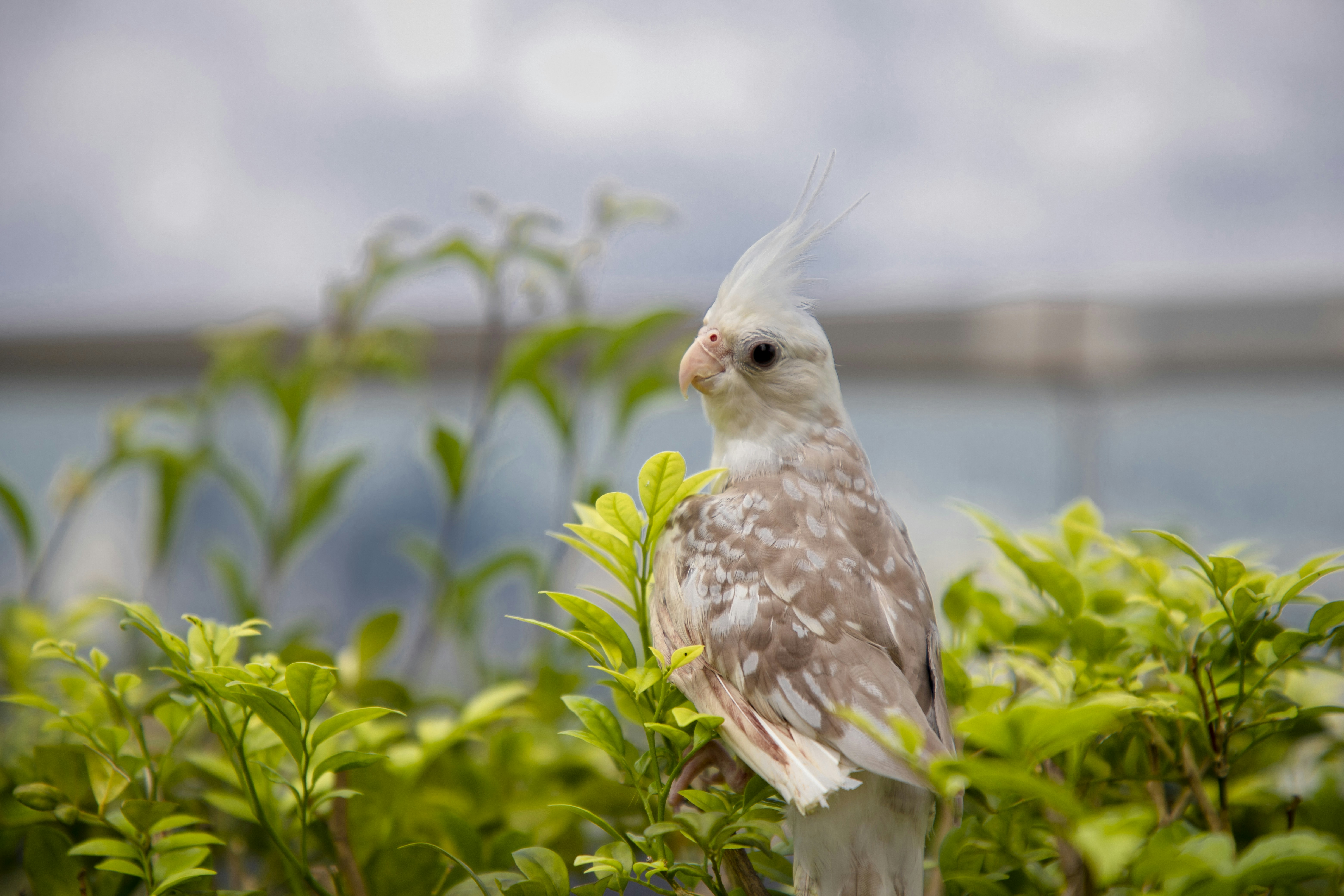 Cream Crested Cockatiel Perched Amid Bright Green Foliage with a Soft City Backdrop