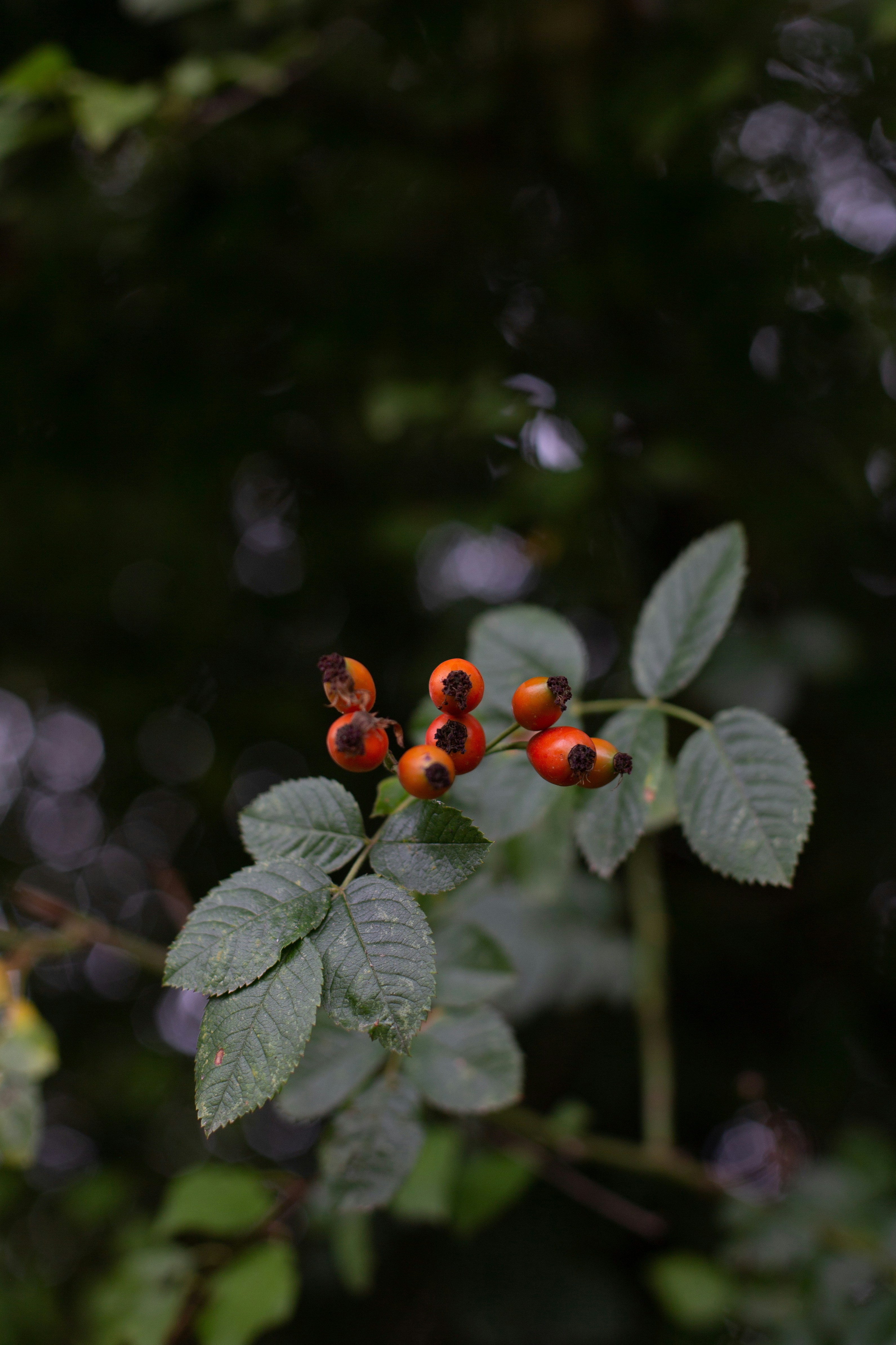 A group of ladybugs on a leaf photo – Free France Image on Unsplash