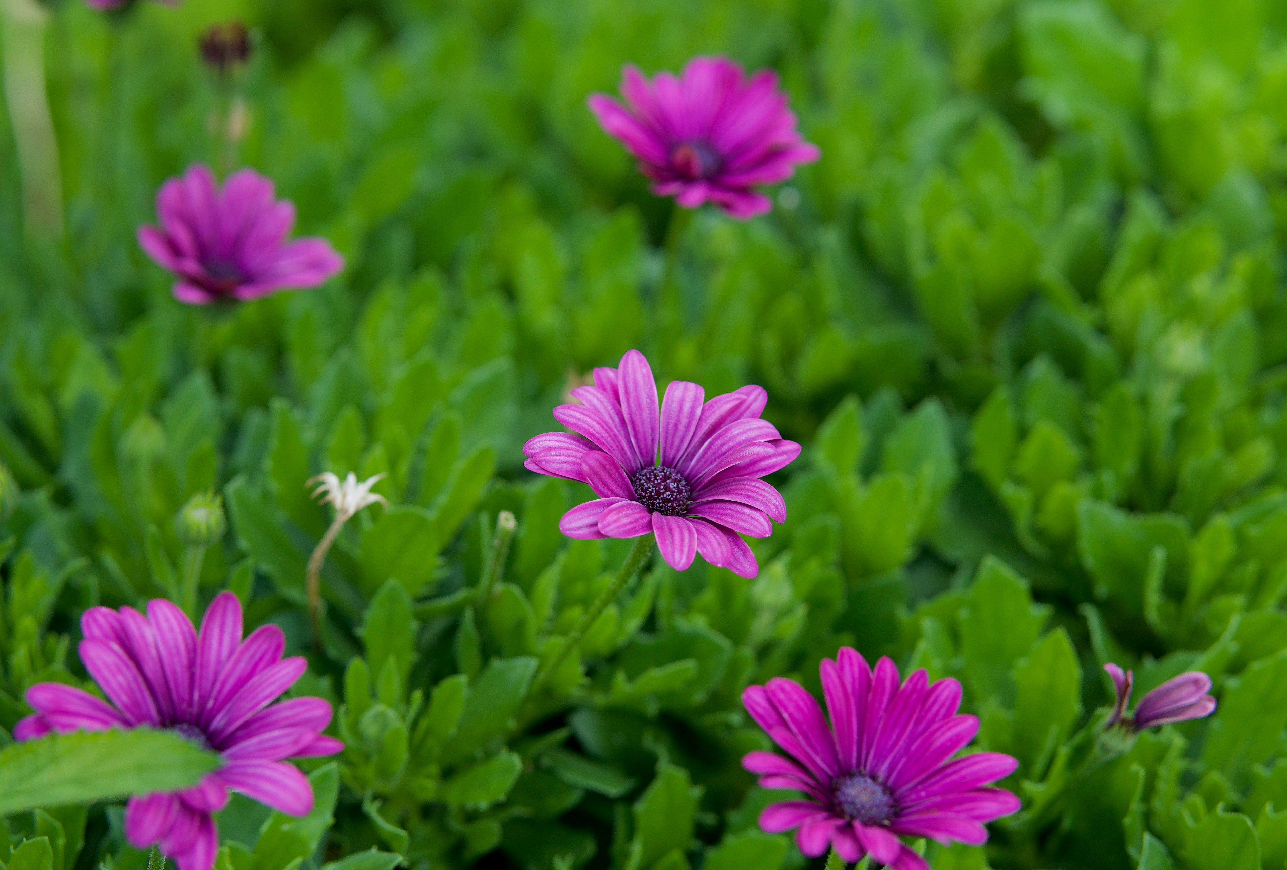 A group of flowers photo – Free Blossom Image on Unsplash