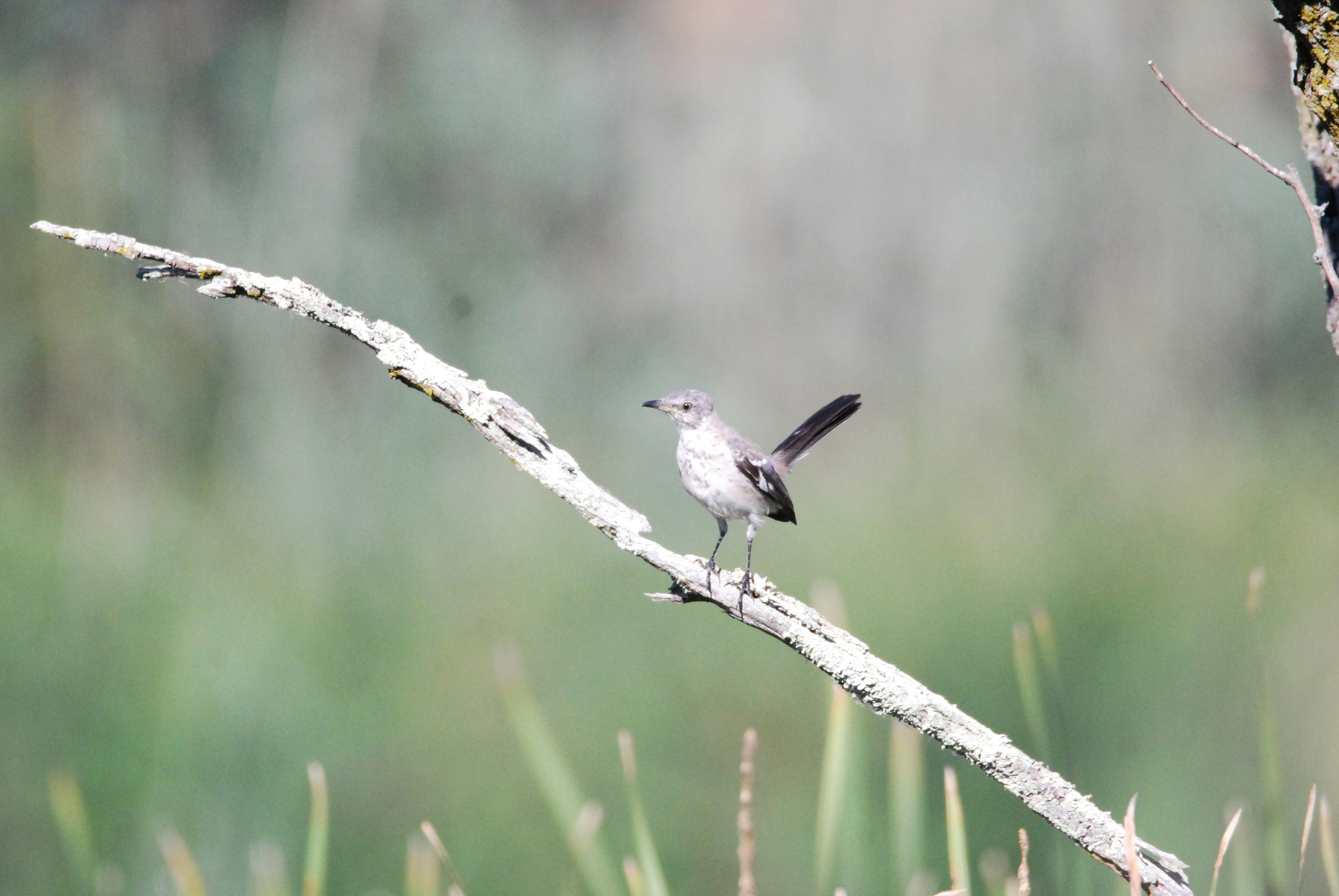 Warbler on a Weathered Branch: a Quiet Wetland Moment