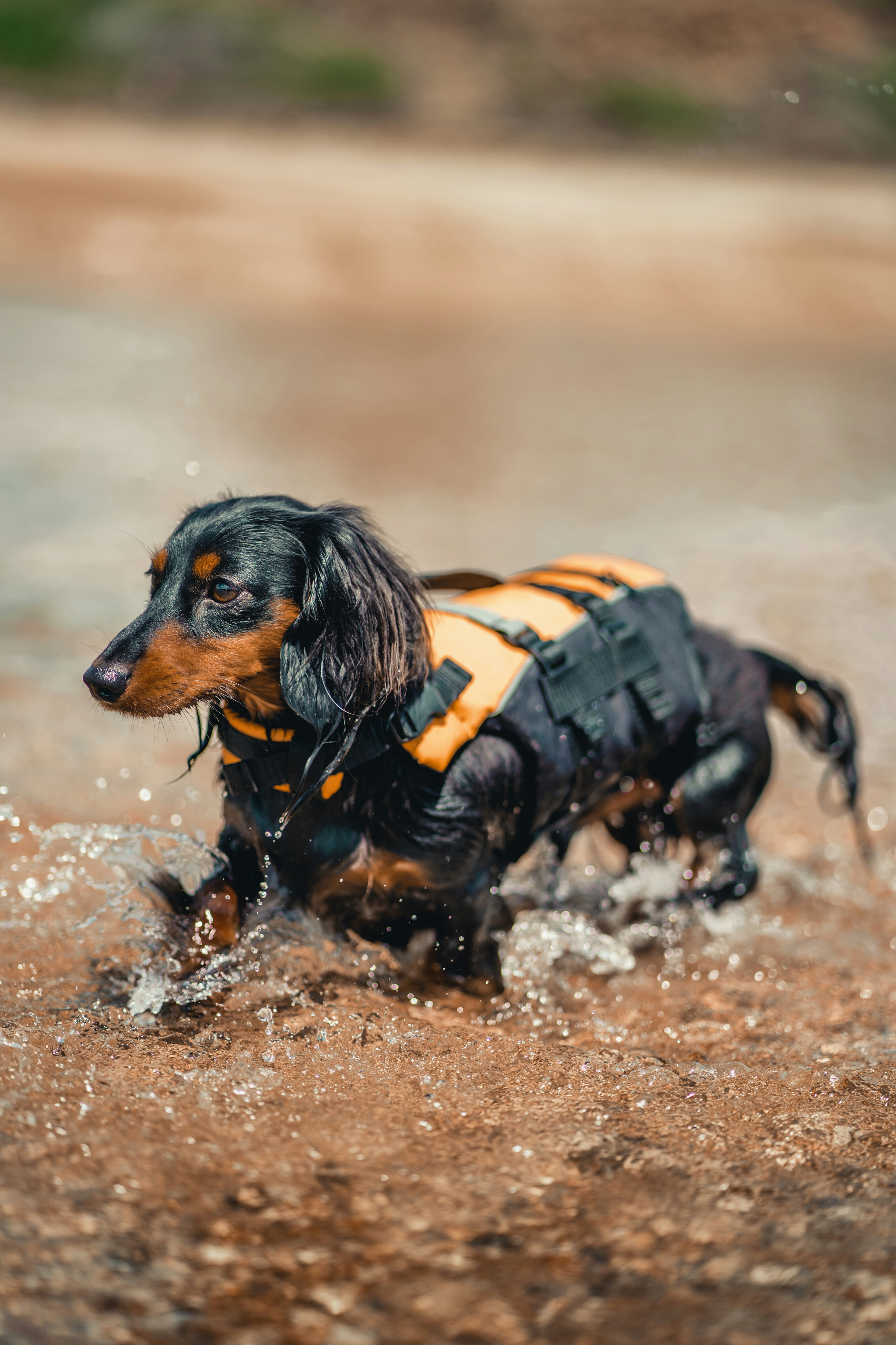 Tiny River Warrior: Dachshund in an Orange Vest Dashes Through Shallow Water