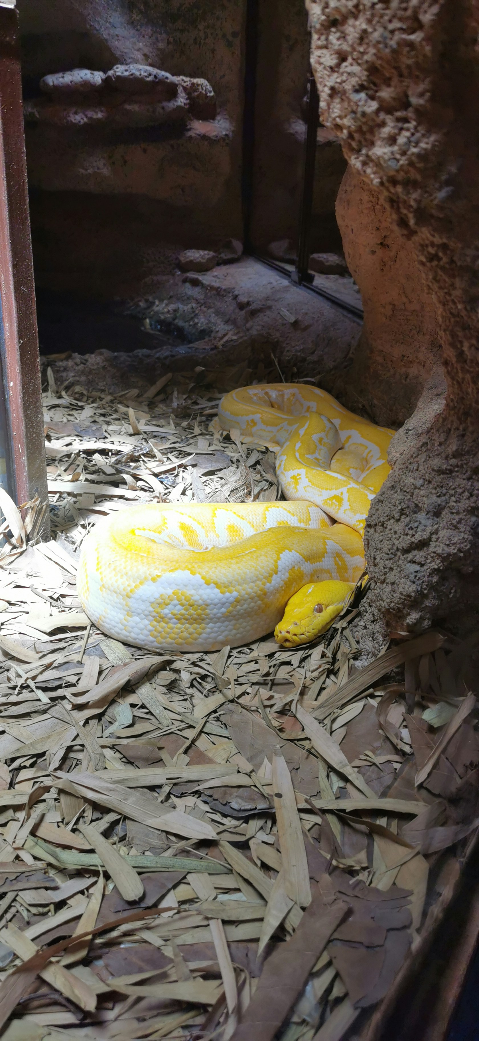 A yellow snake in a cage photo – Free Snake Image on Unsplash