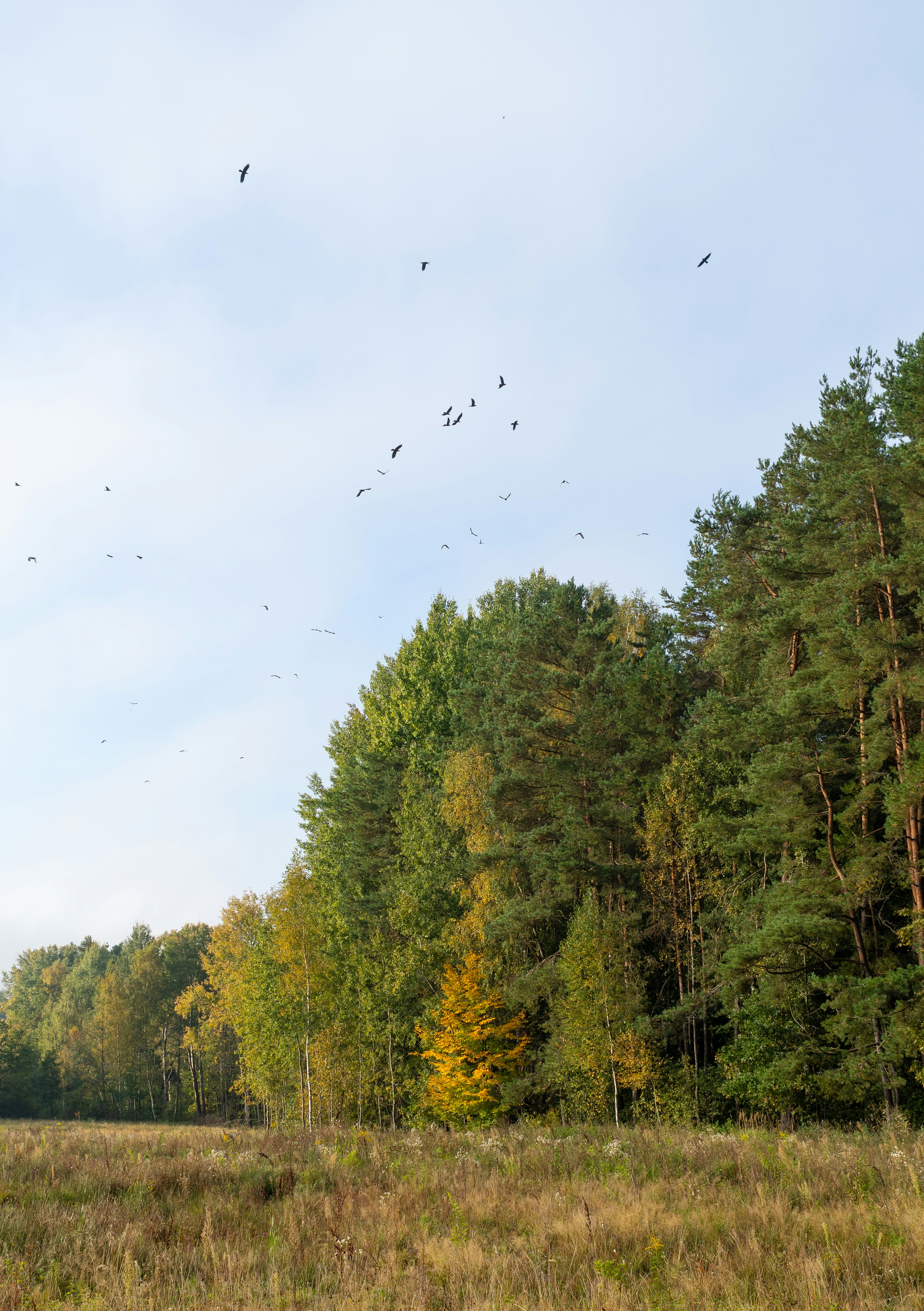 A group of birds flying over trees photo – Free Bird Image on Unsplash