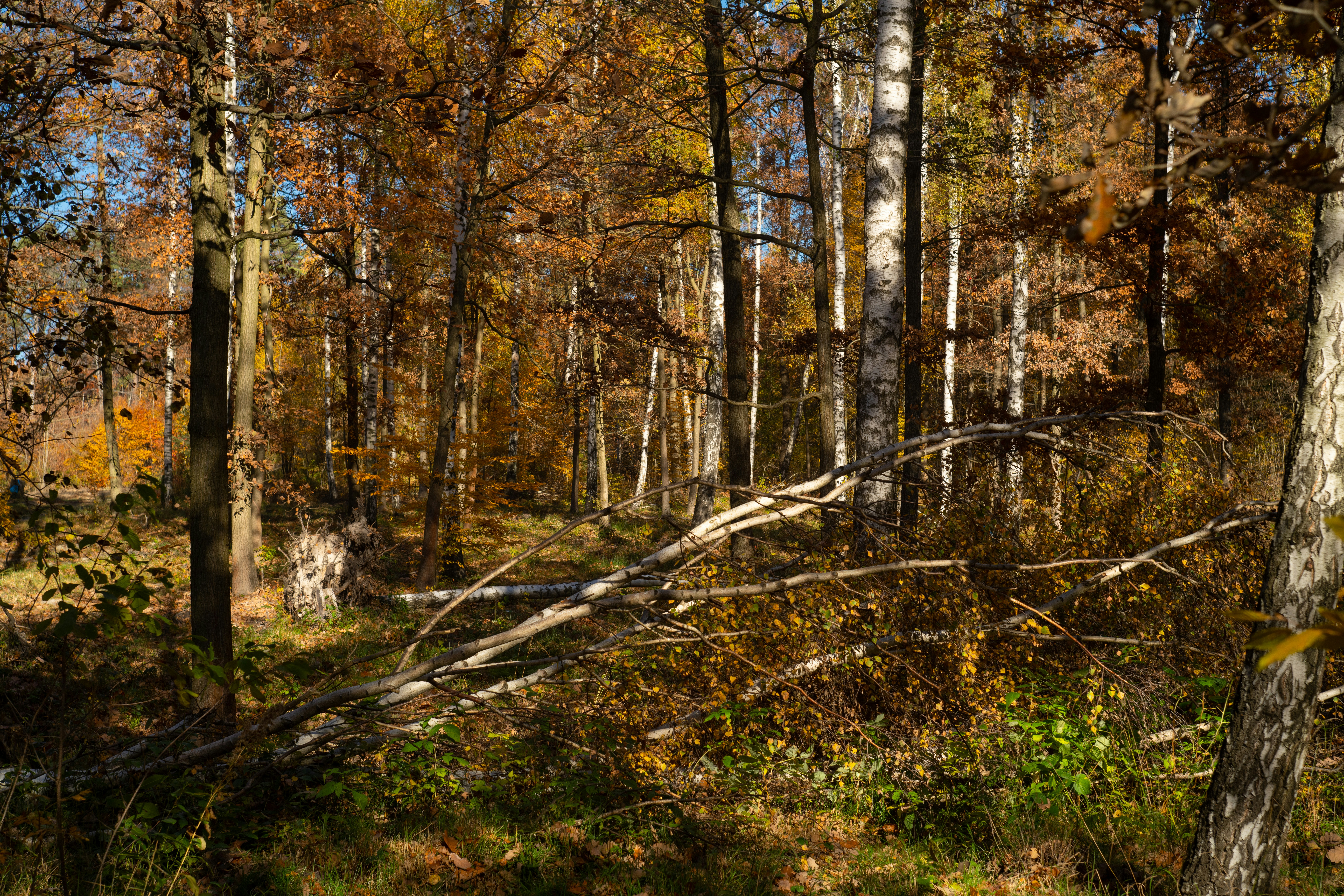 Fallen tree amidst vibrant autumn foliage in a sunlit forest.