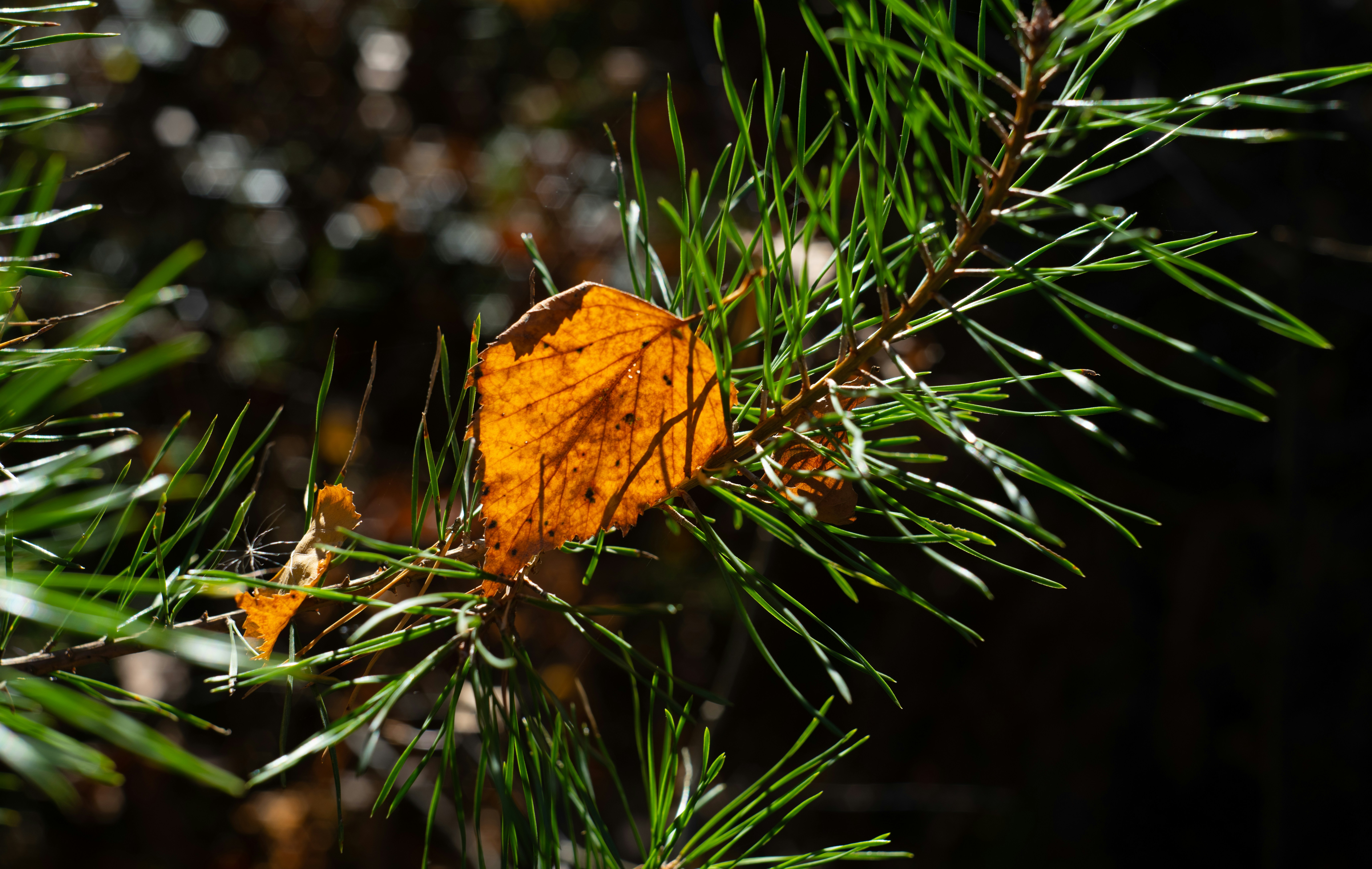 Amber Leaf Among Pine Whispers