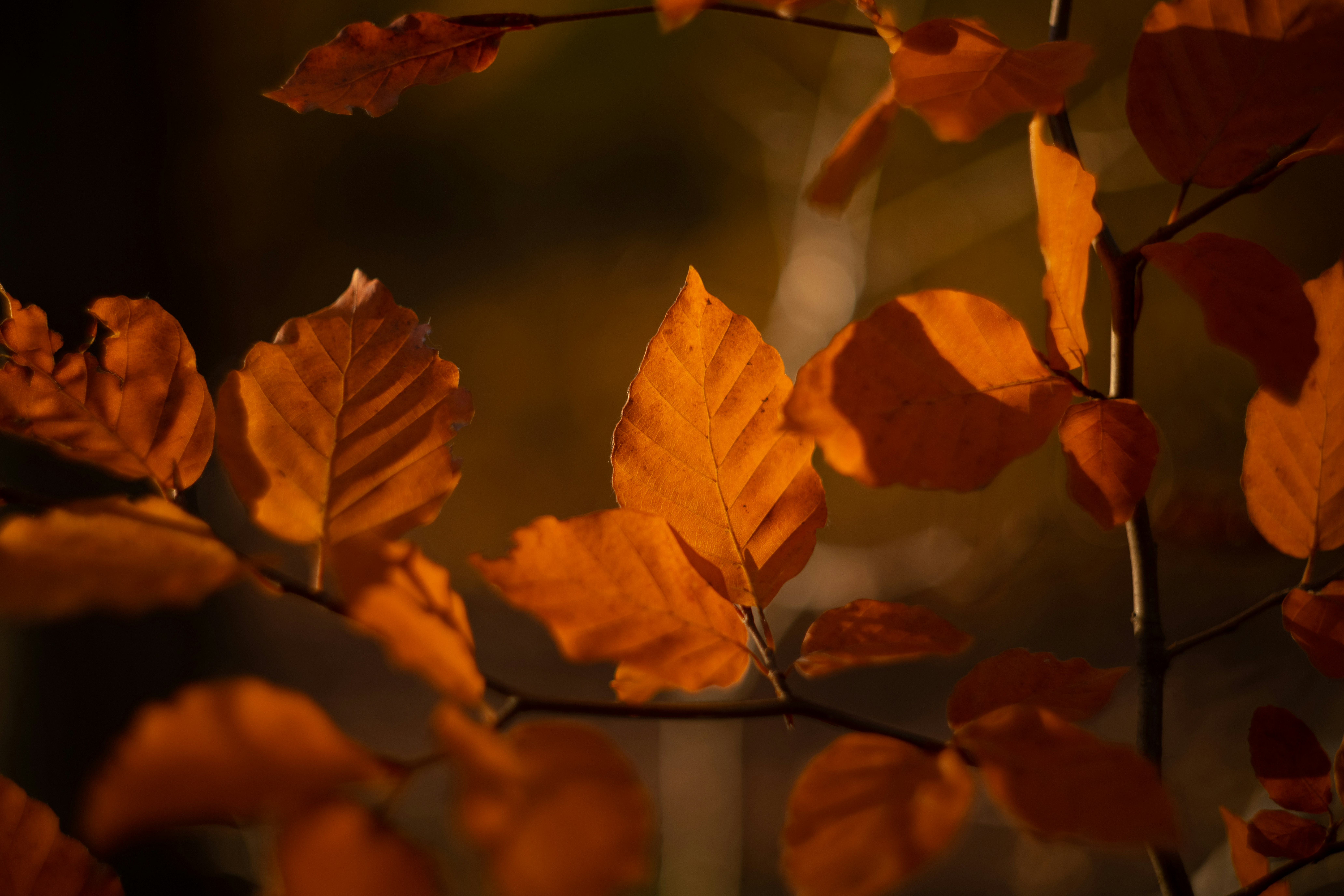 A group of leaves photo – Free Plant Image on Unsplash