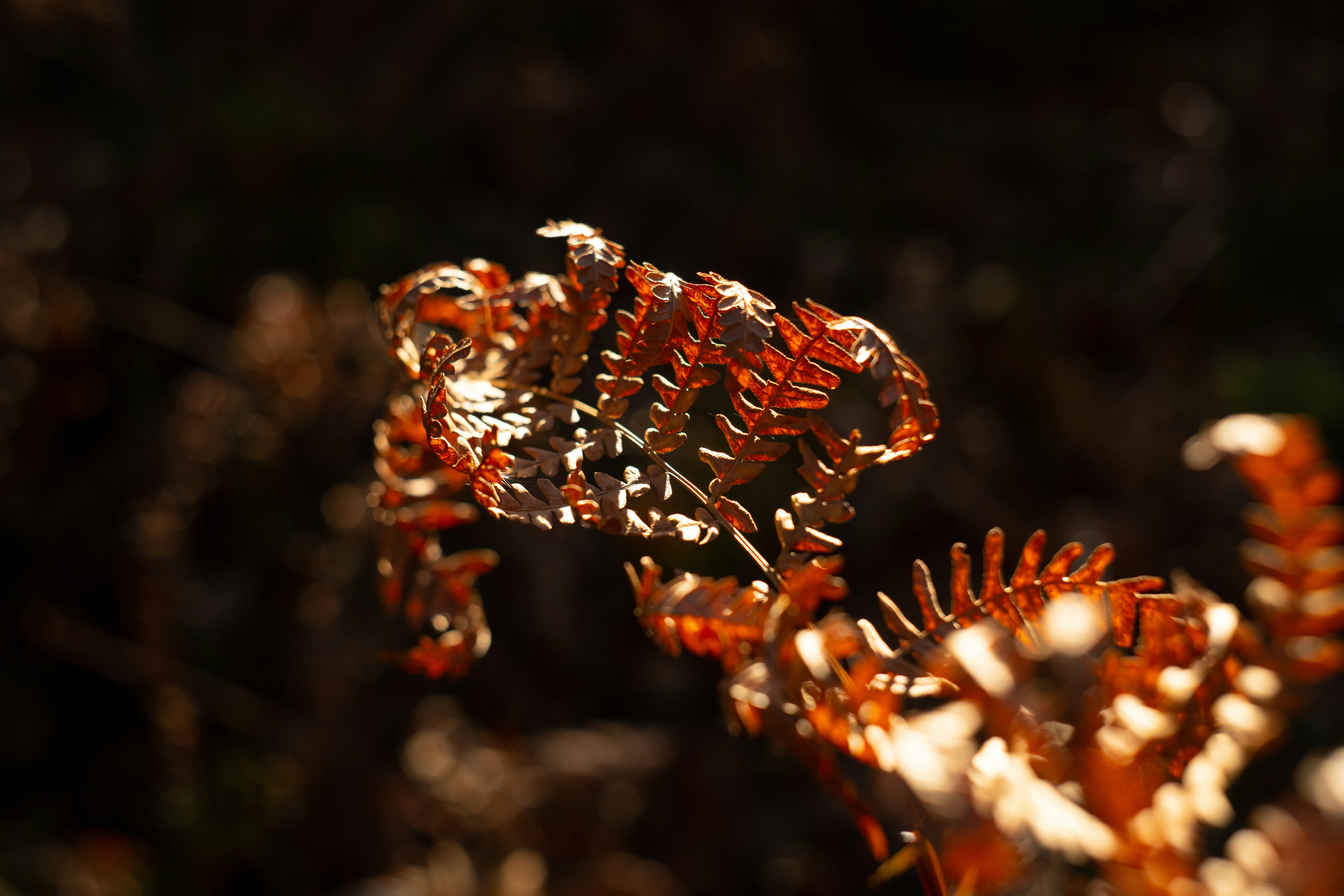 Amber Fern Fronds in Soft Backlight