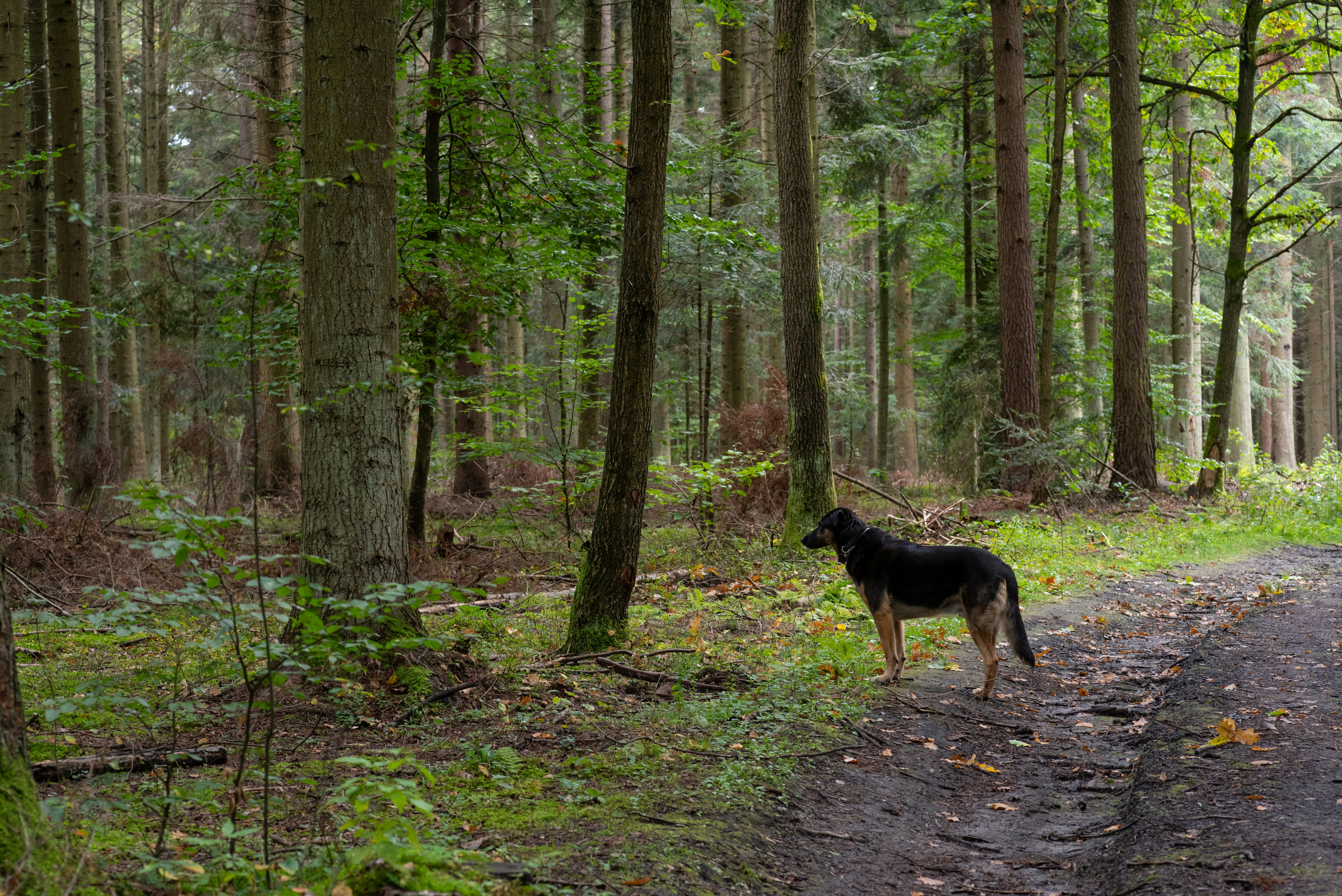 Mid-Forest Pause: A Dog on a Mossy Woodland Trail