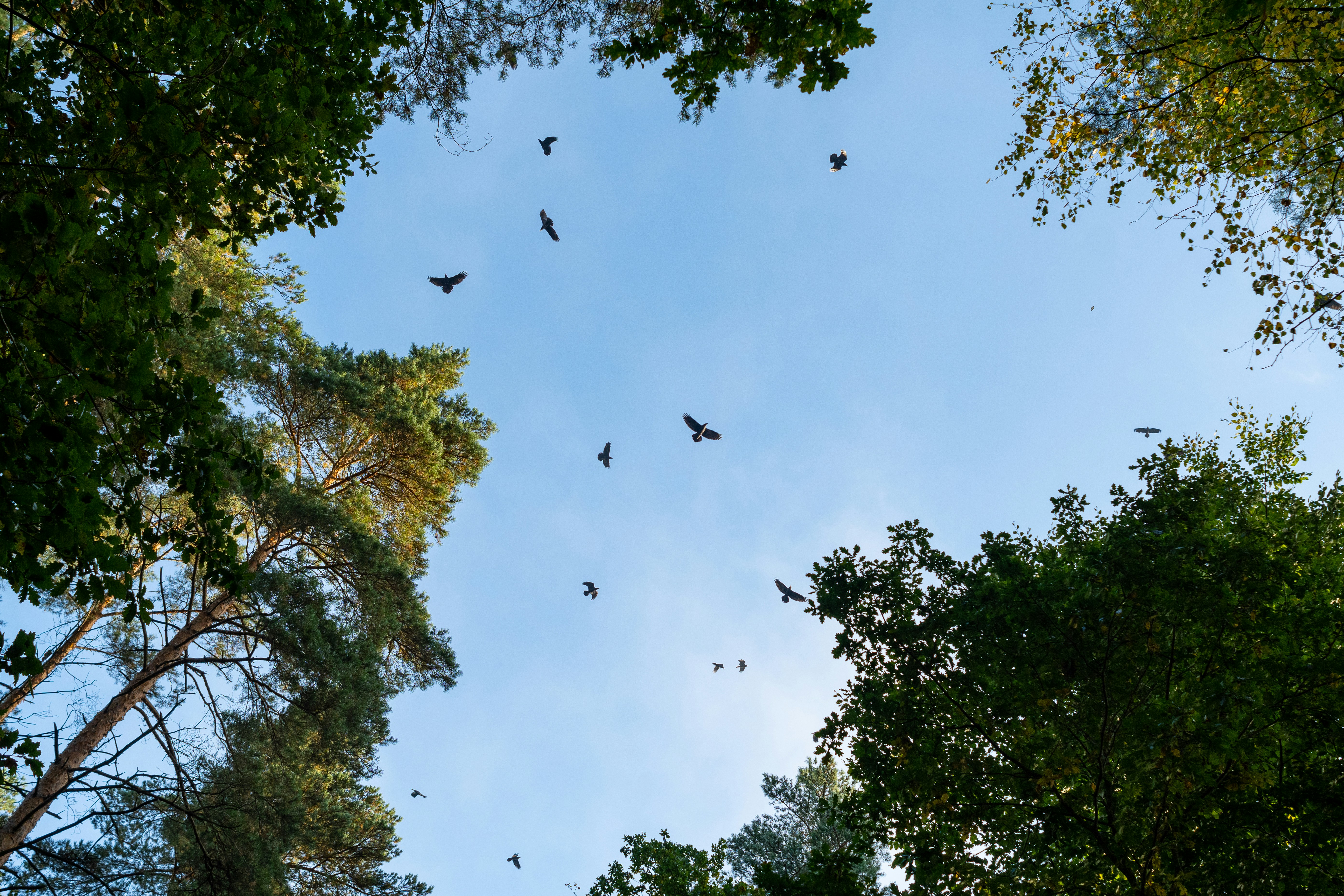 Flying with the Ravens of Eternity - by Alexandra Carelli