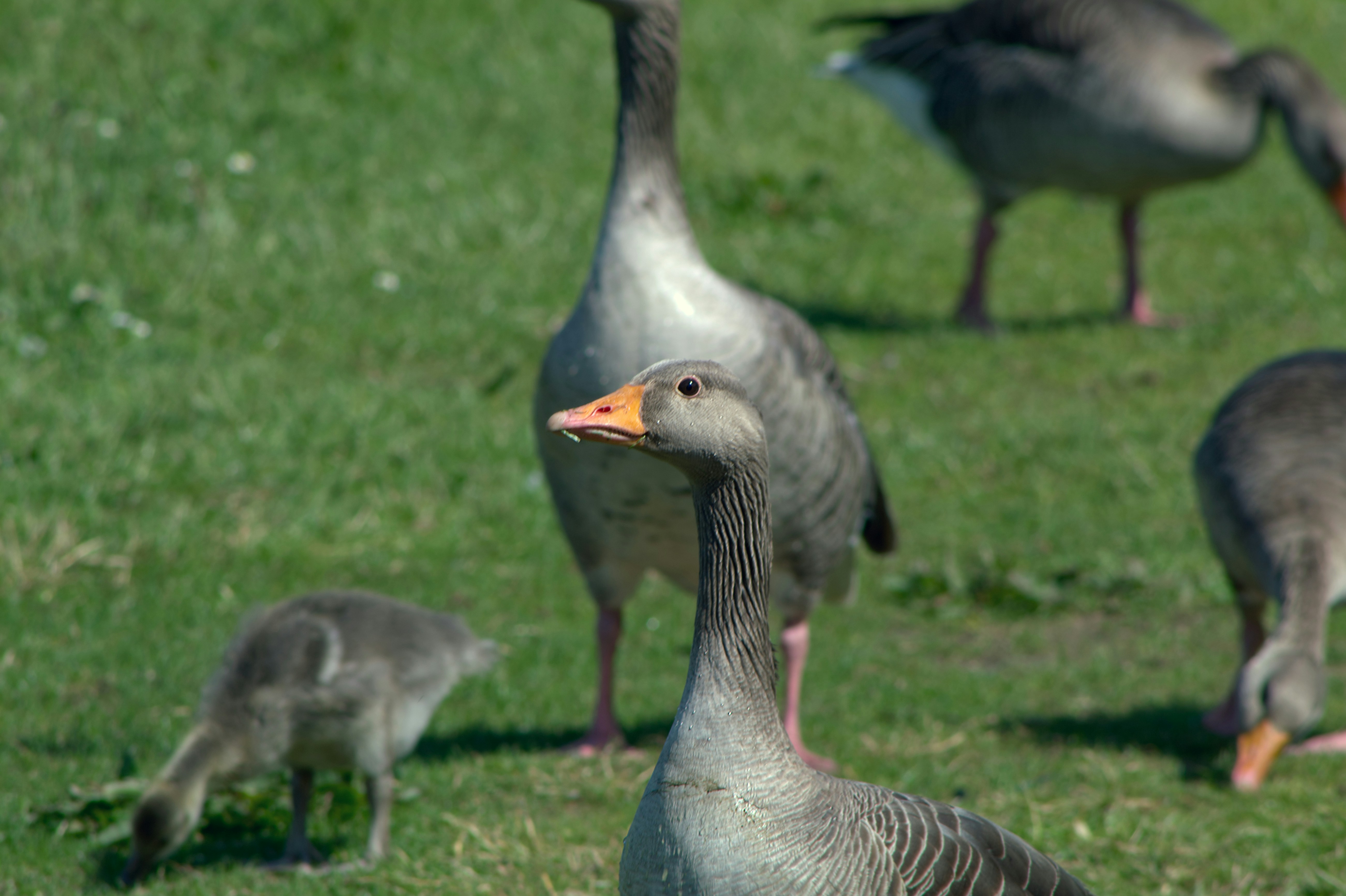 a group of geese on grass