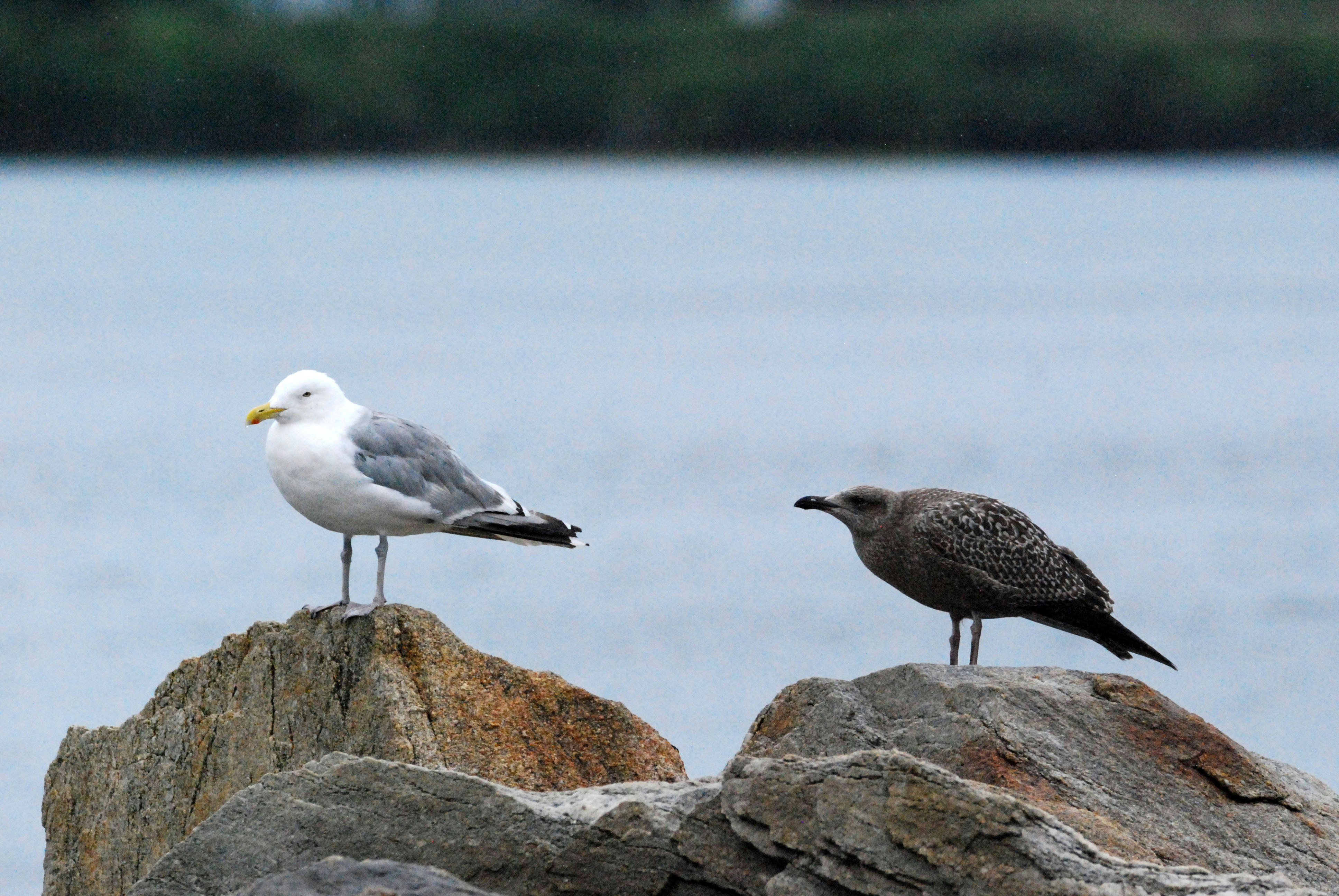 Herring Gull adult and juvenile on jetty rocks
