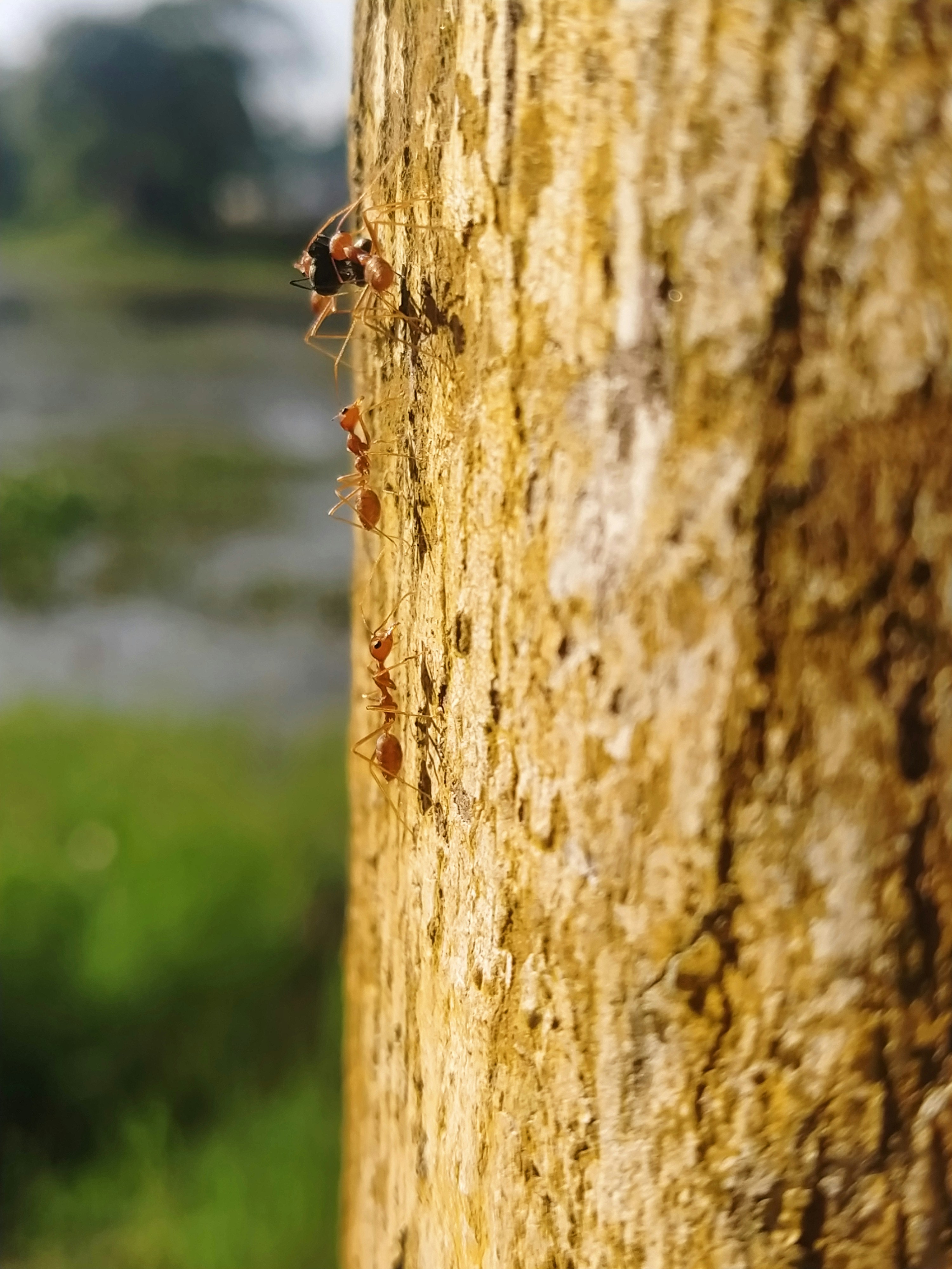 Close-up of ants climbing a textured tree trunk, showcasing their intricate movements against a blurred natural backdrop.