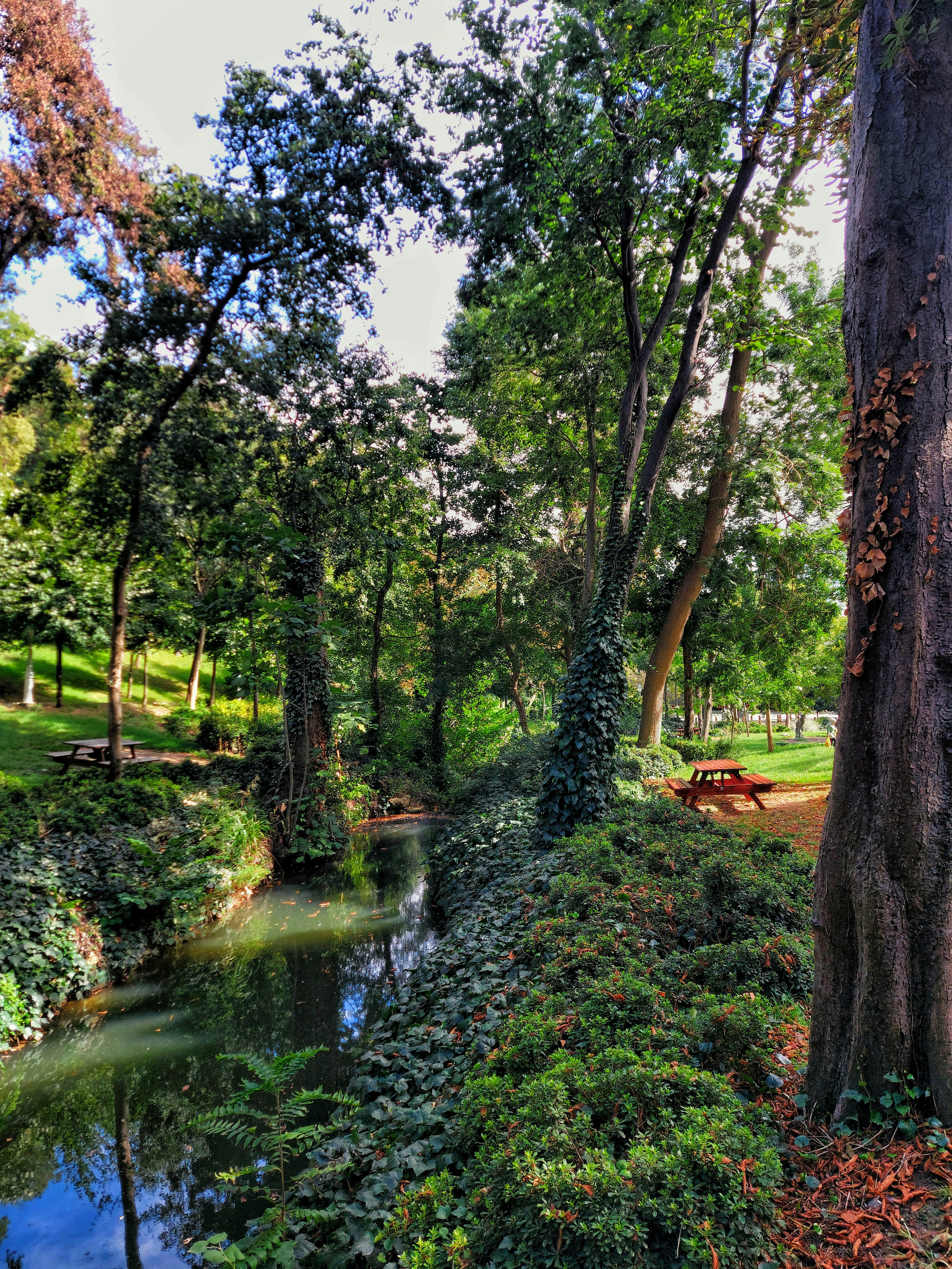 Foto zum Thema Ein Bach mit Bäumen um ihn herum – Kostenloses Bild zu ...