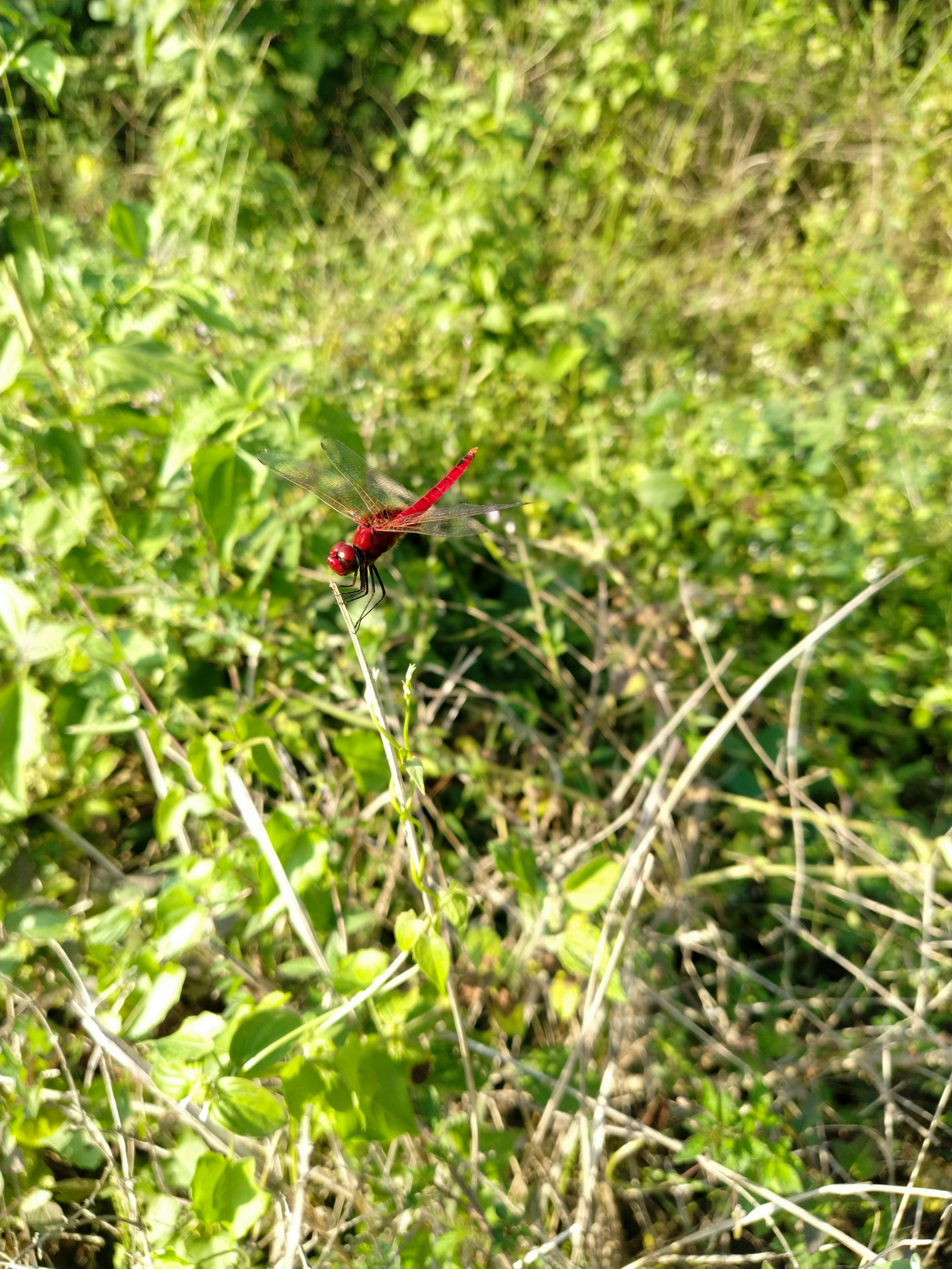 Crimson Hover: a dragonfly poised on a twig amidst greenery