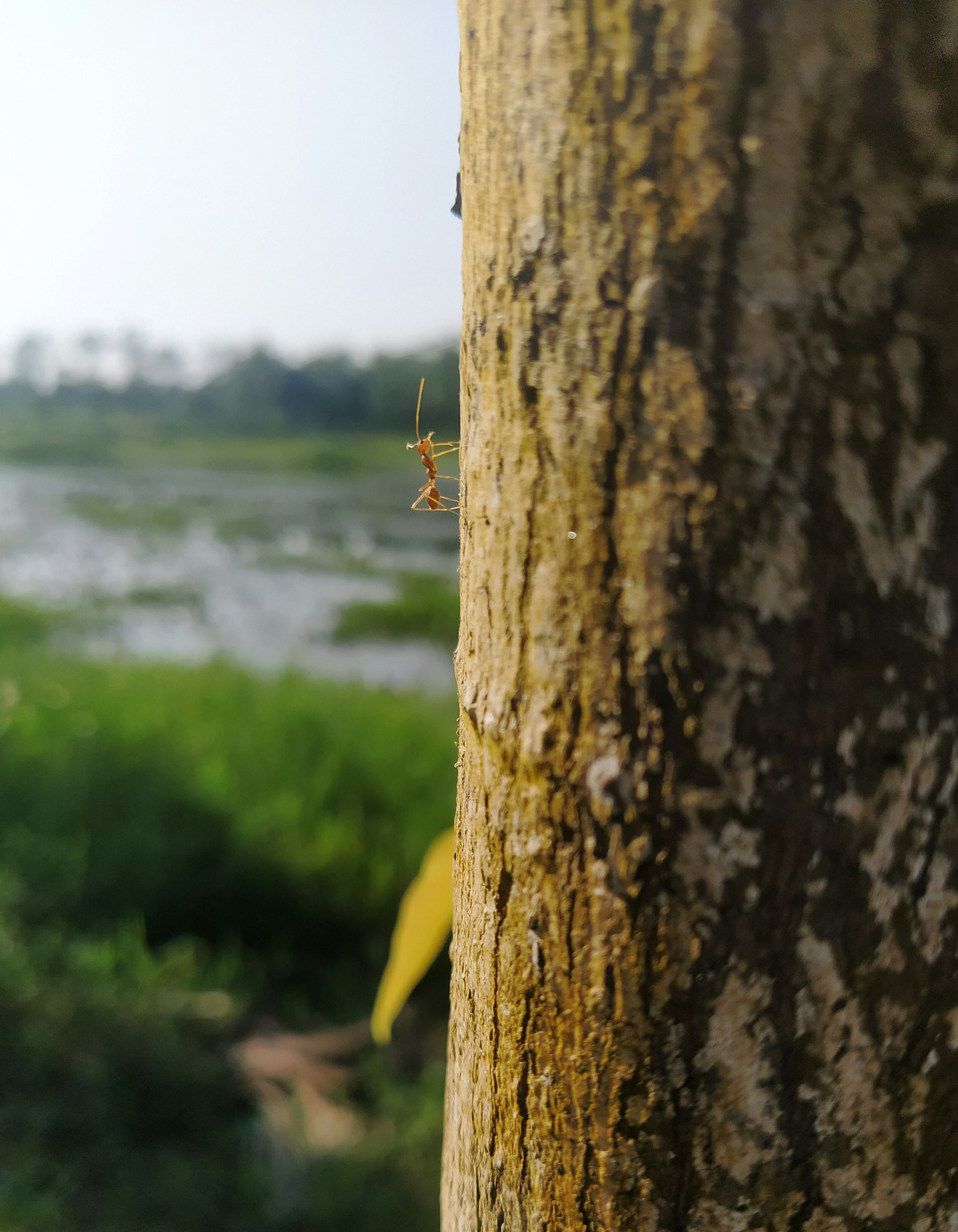 Ant on the Bark: A Minute Encounter at the Edge of Light