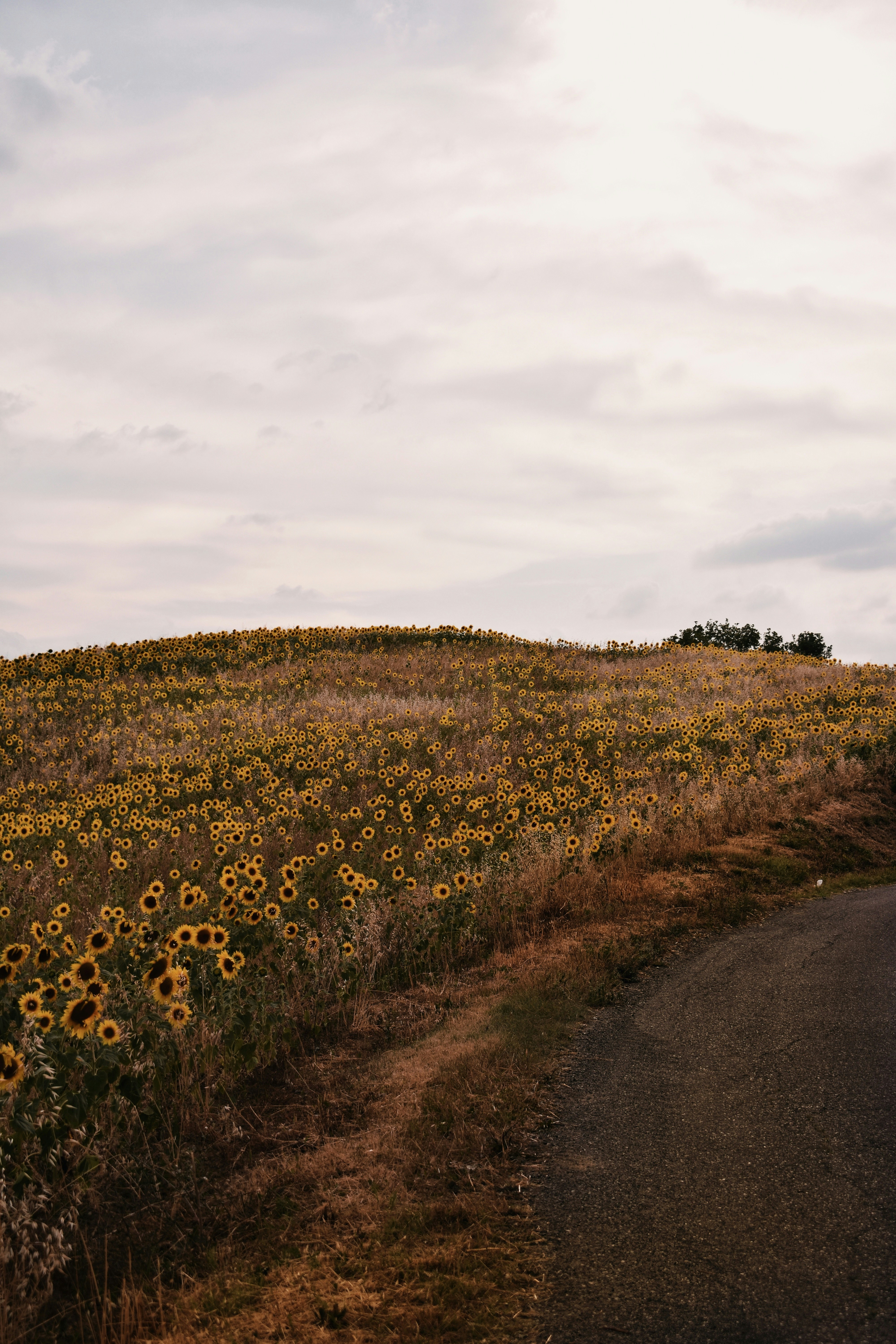 Bobbiano Photos | Télécharger des images gratuites sur Unsplash