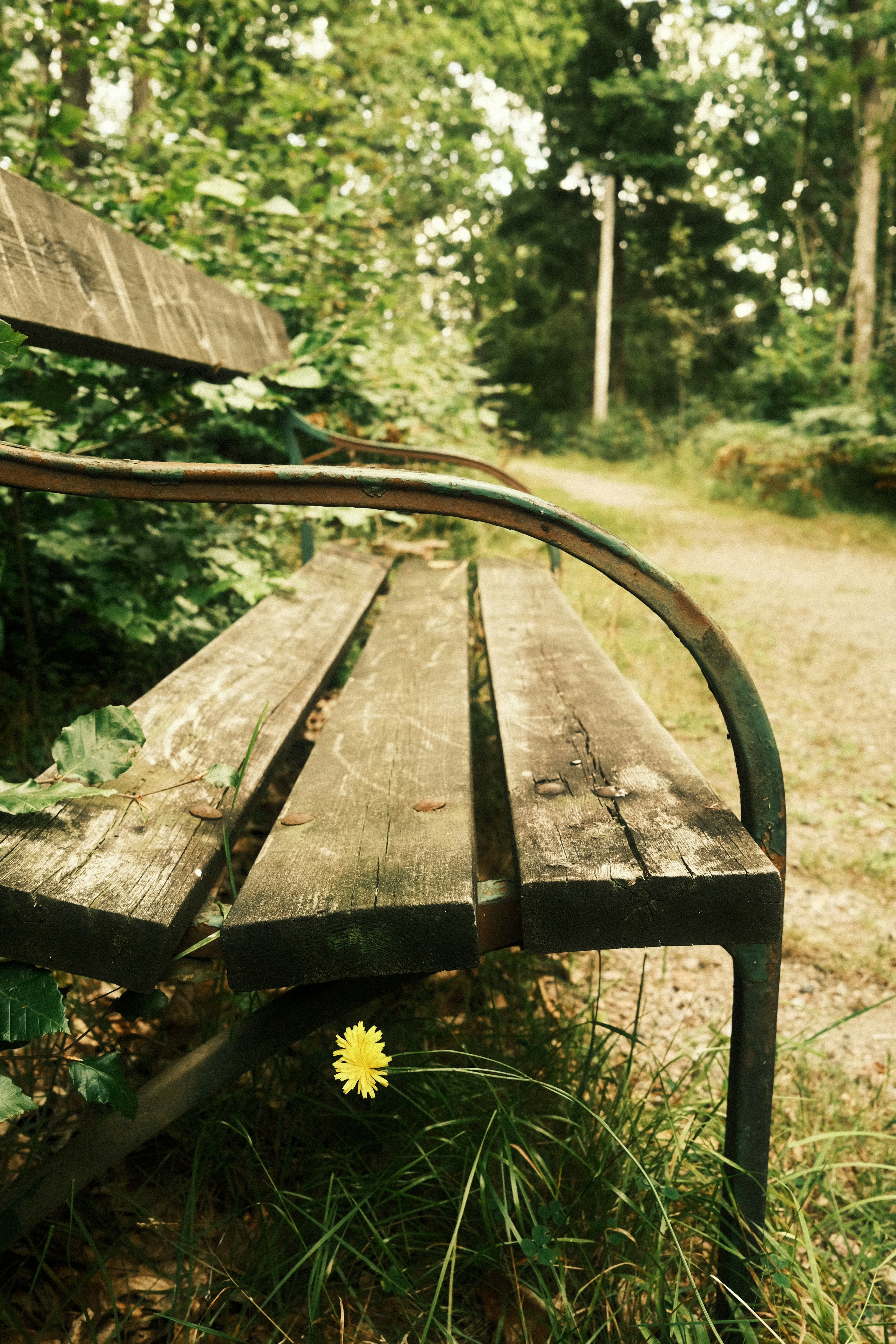 Weathered bench in a sunlit park overgrown with greenery