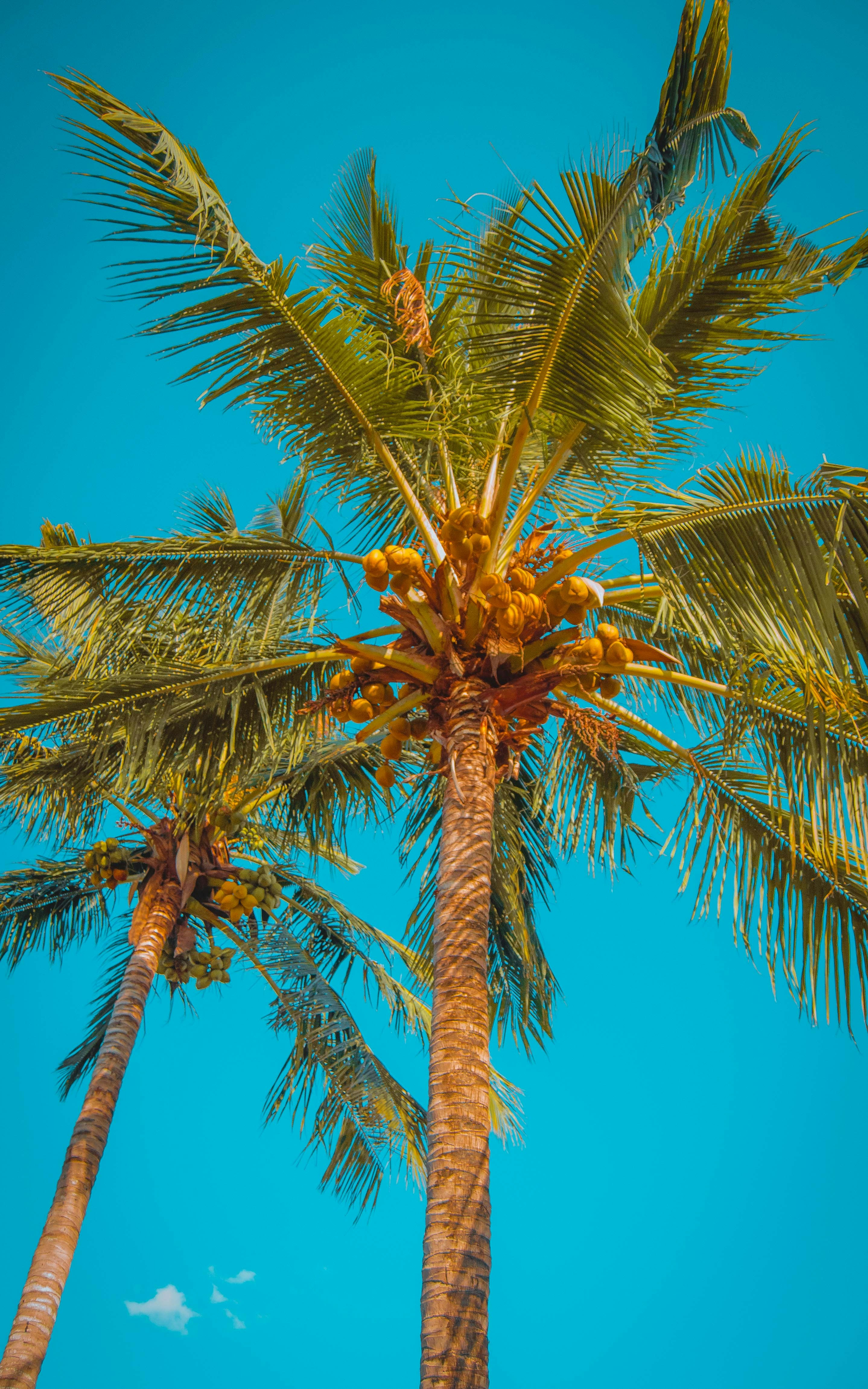 Un groupe de palmiers photo – Photo Naturel Gratuite sur Unsplash