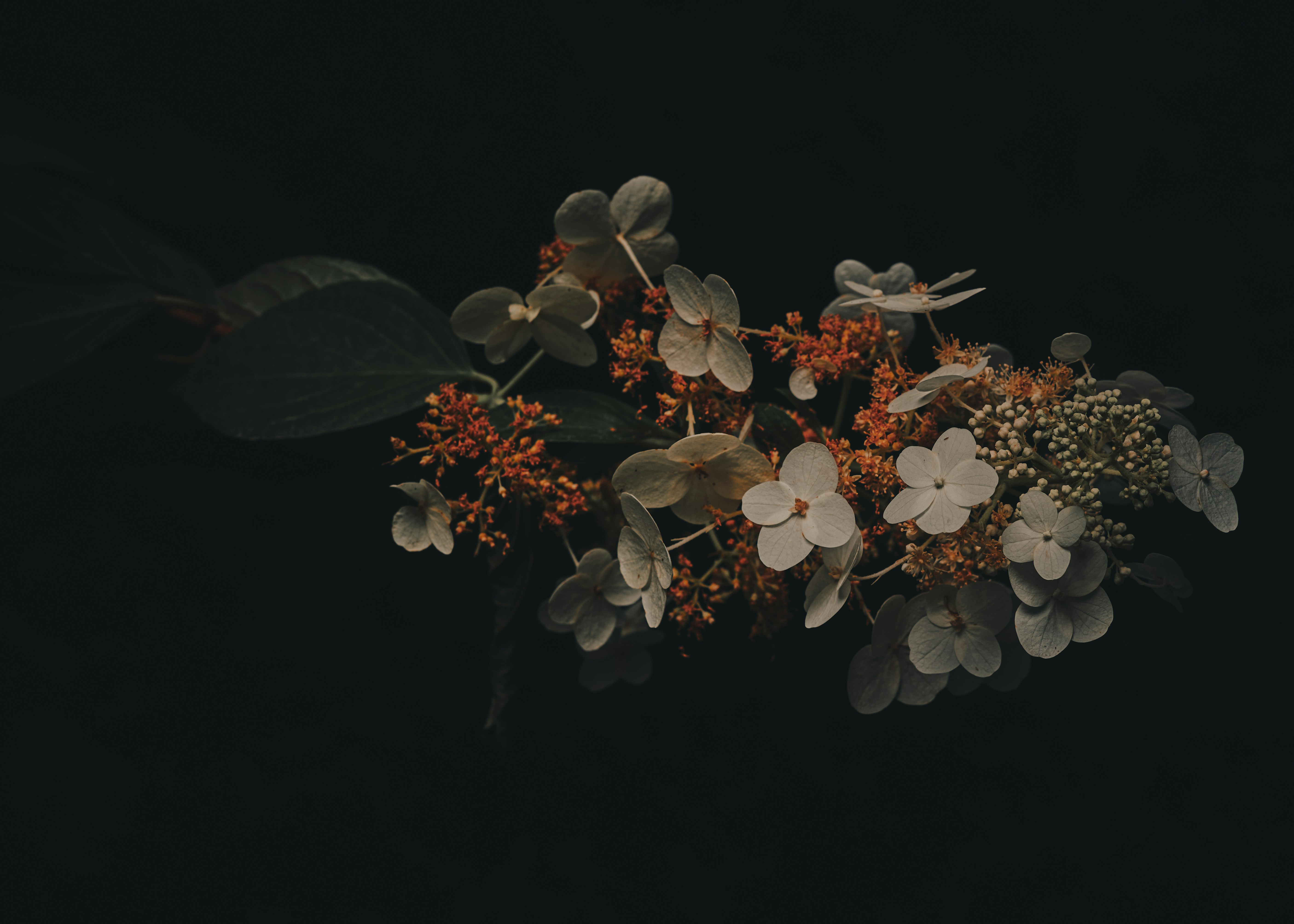 Fall flowers. | a group of butterflies on a flower