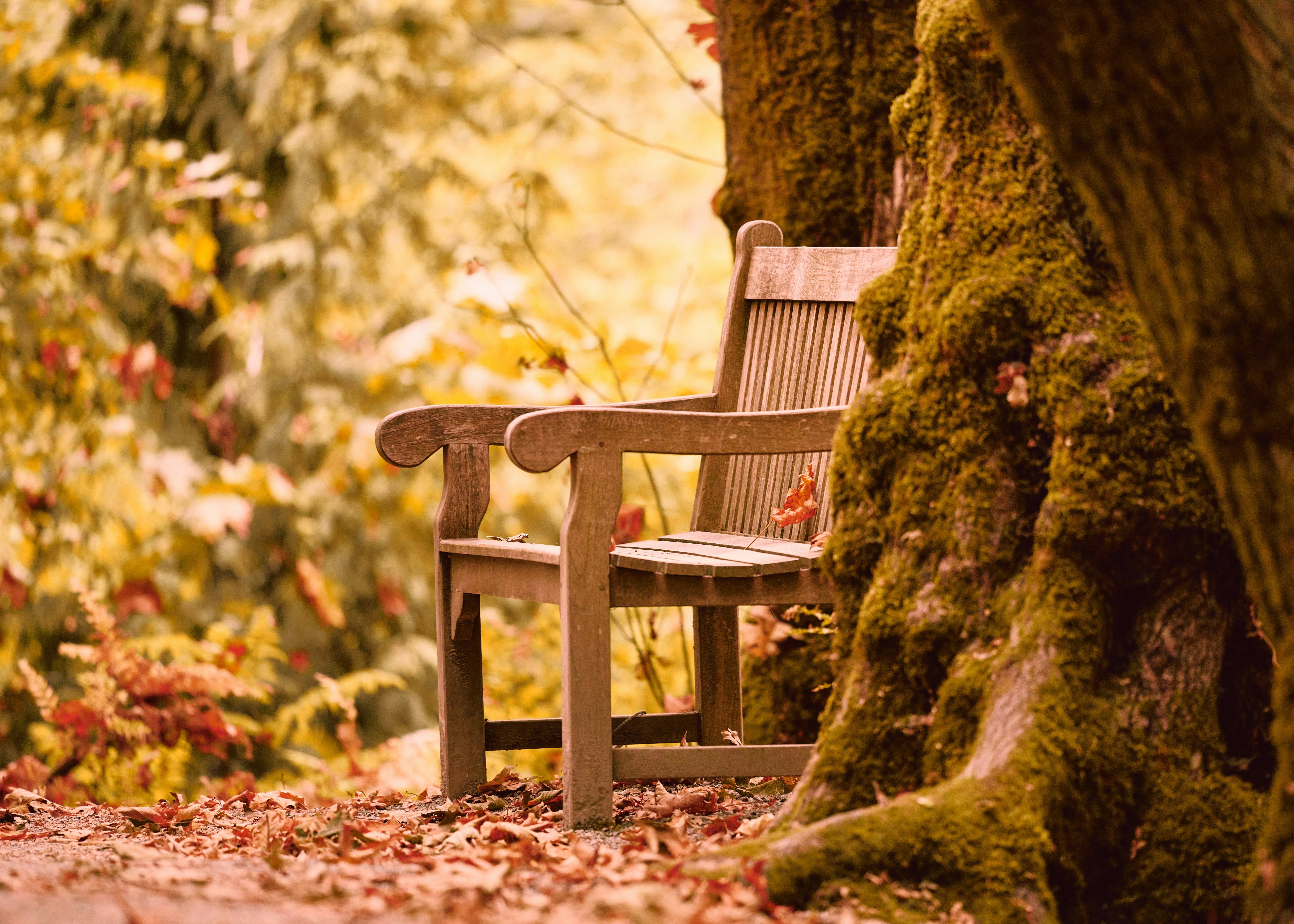 Autumn Quiet: The Wooden Bench Amid Mossy Roots