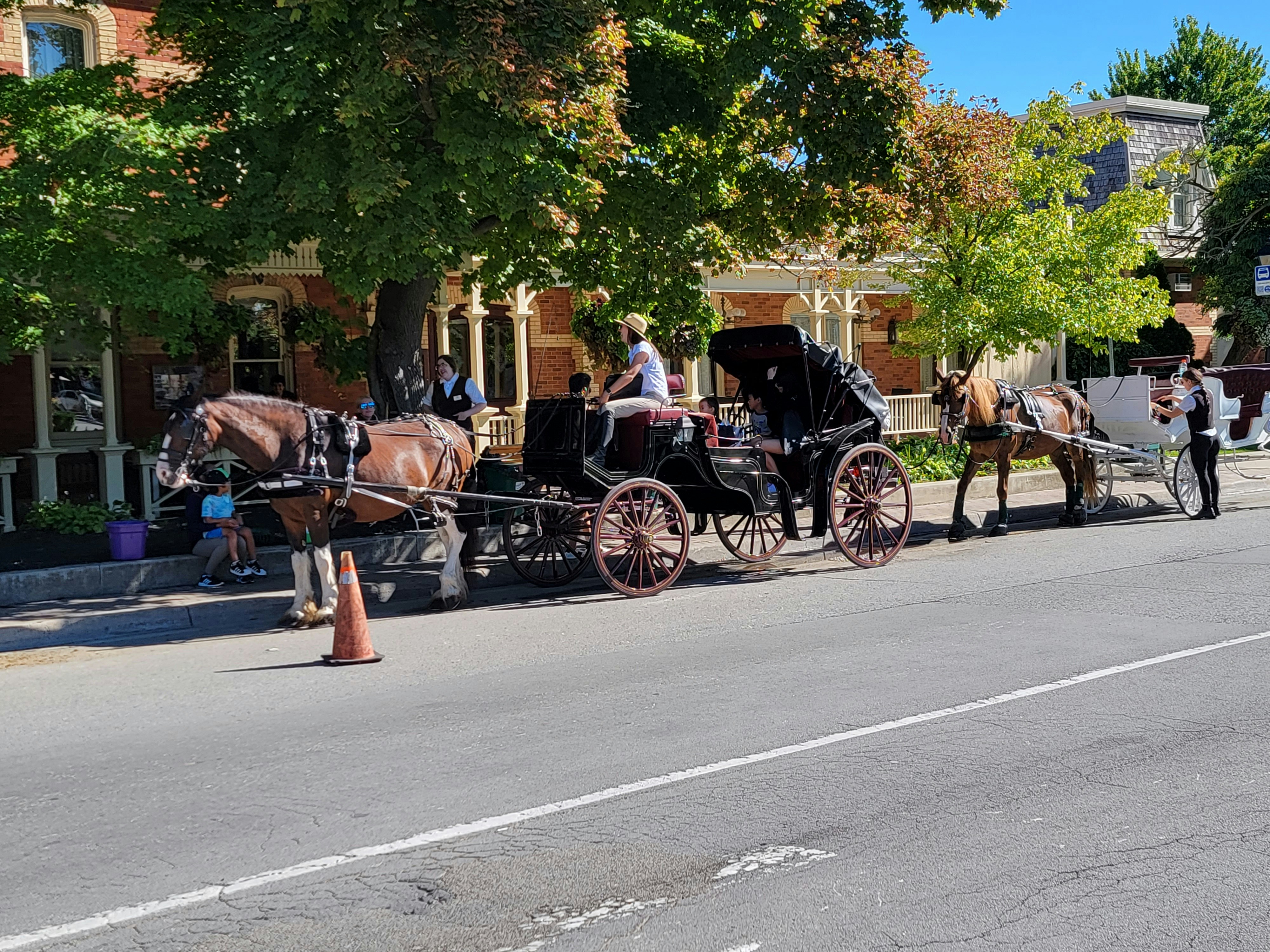 A Glimpse into Equine Elegance