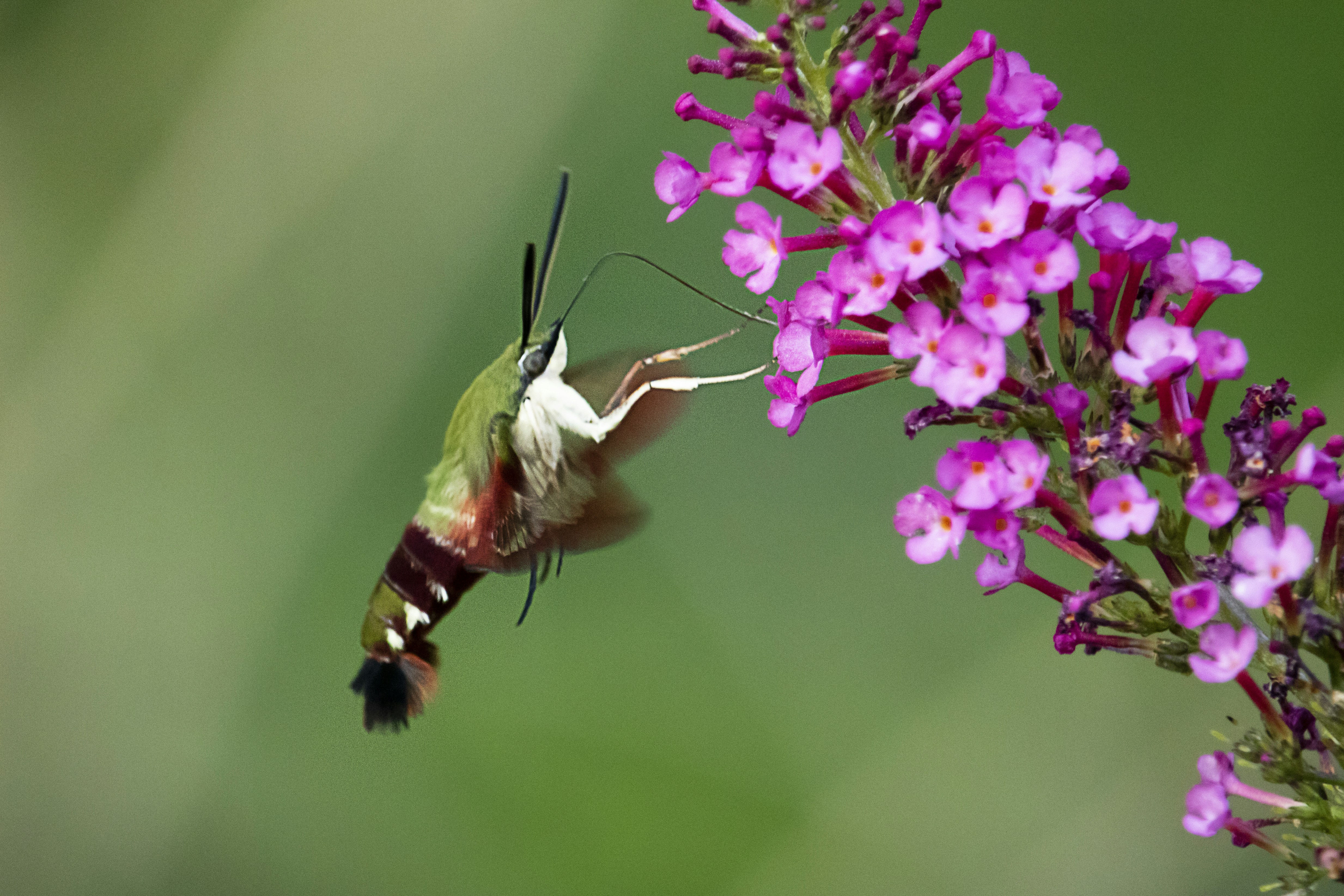 Midair Nectar Dance: Hummingbird Hawk-Moth on Magenta Bloom