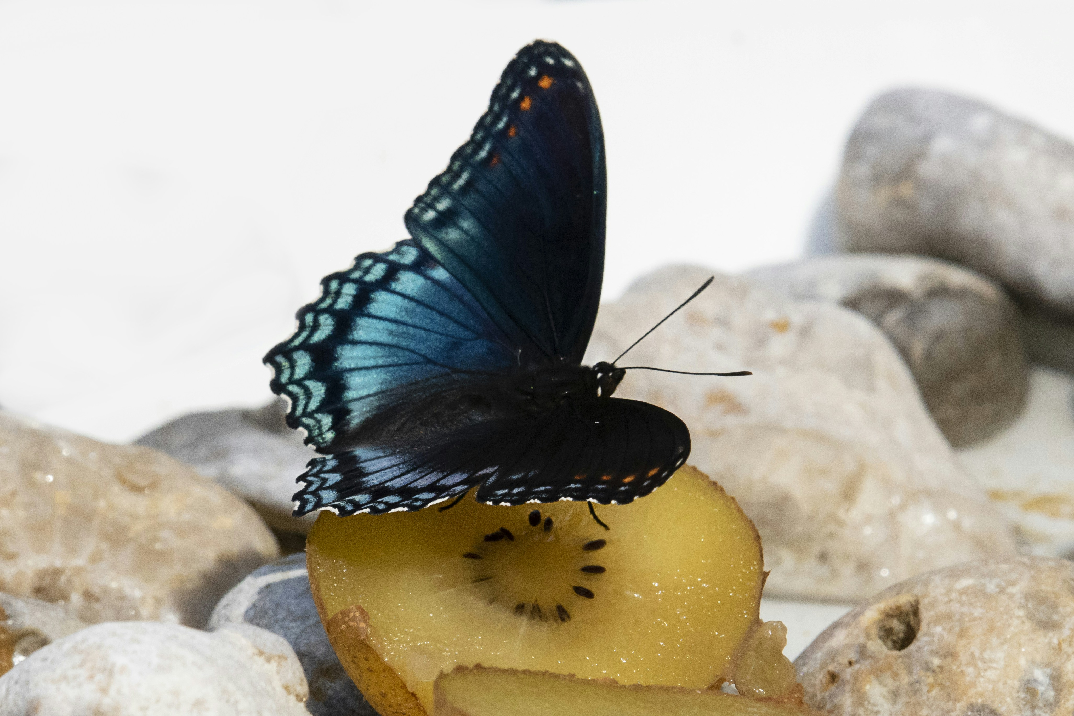 Azure Wings on a Yellow Slice: Butterfly Among Pebbles