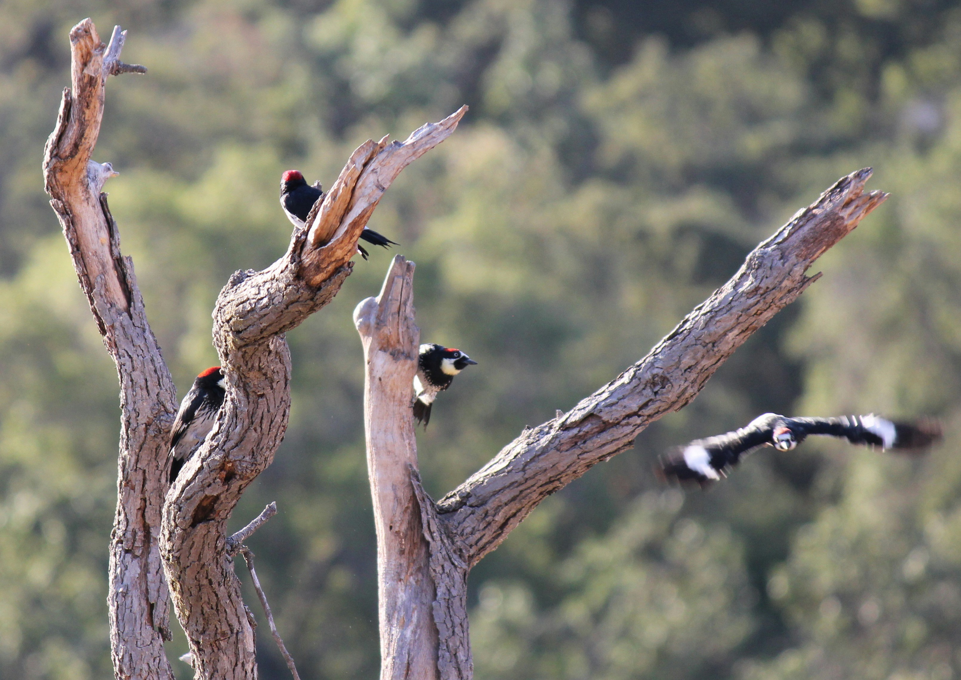 Perched Black Vultures Amid Weathered Branches