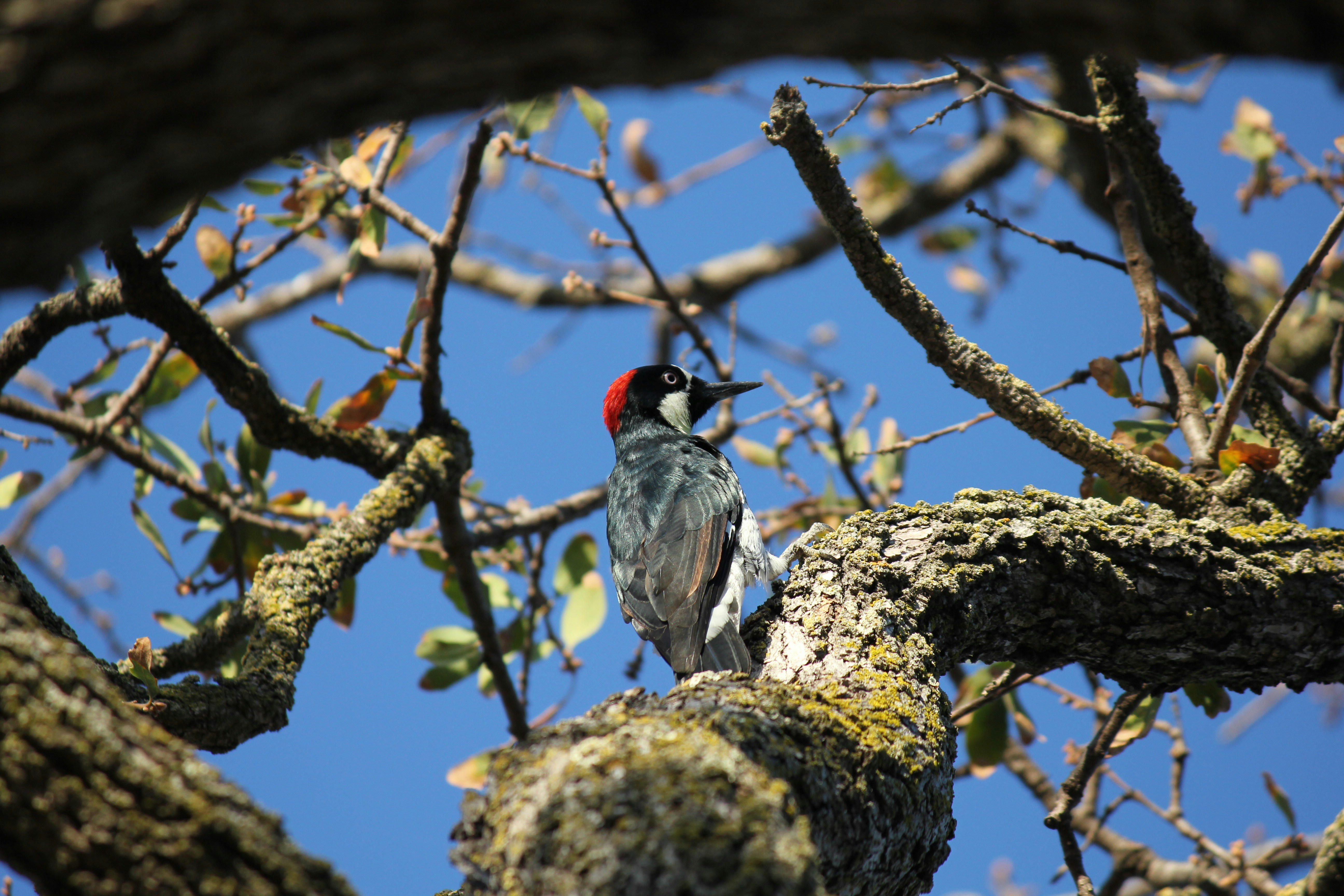 Crimson-Crowned Woodpecker Perches on a Mossy Limb Beneath a Clear Blue Sky