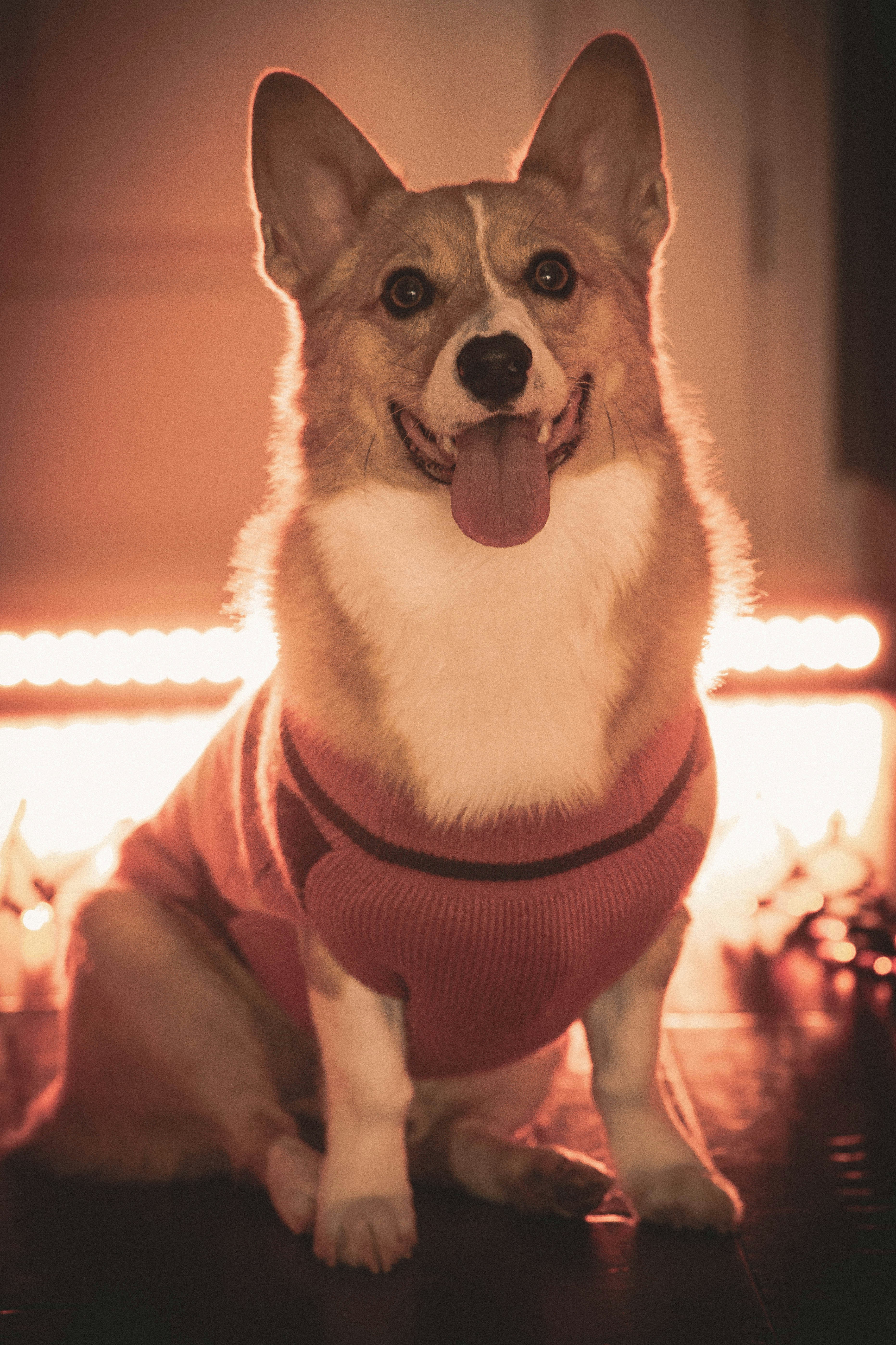 Backlit Corgi Portrait: Warm Glow, Playful Pose