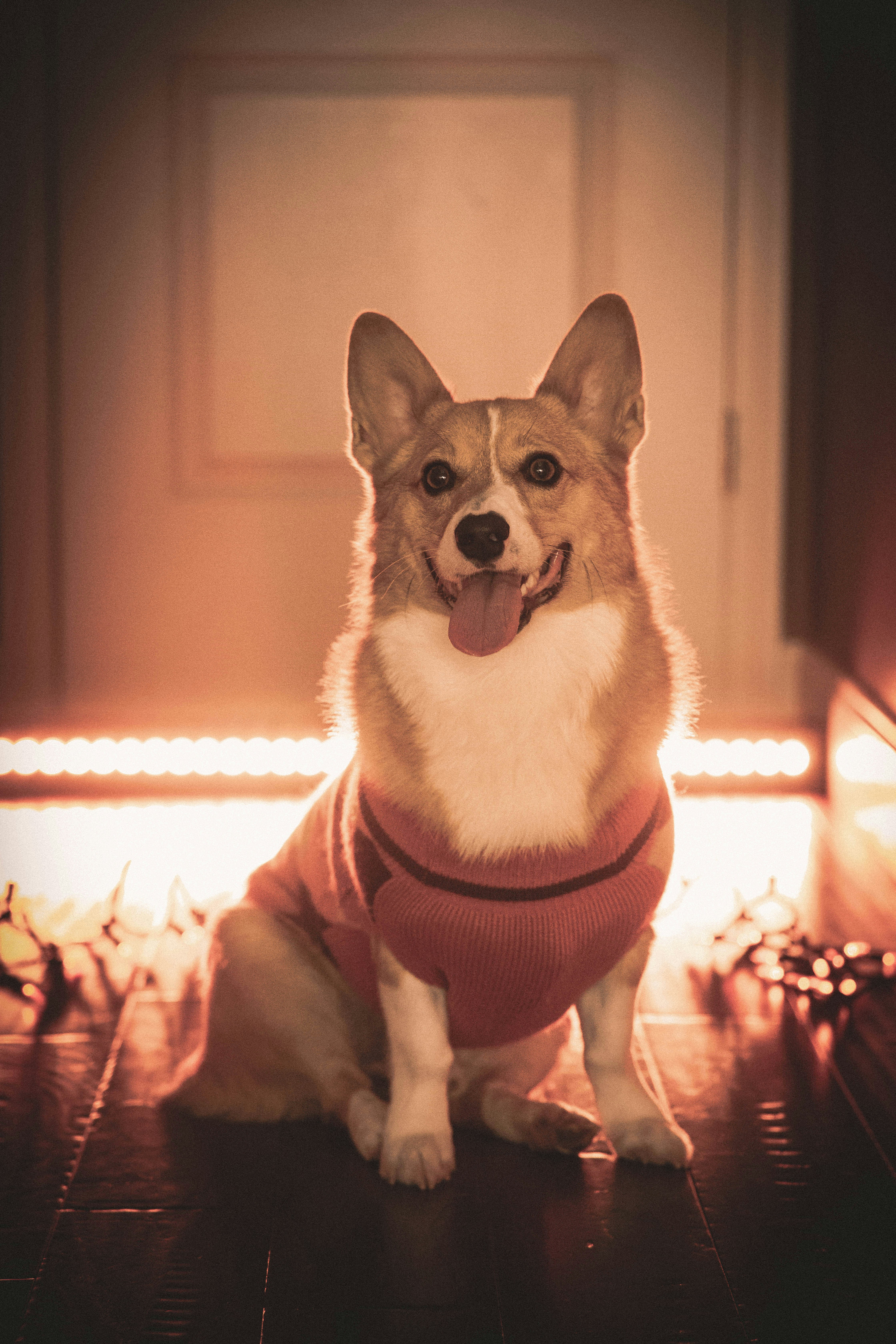Backlit Corgi Portrait: Warm LED Halo in a Hallway
