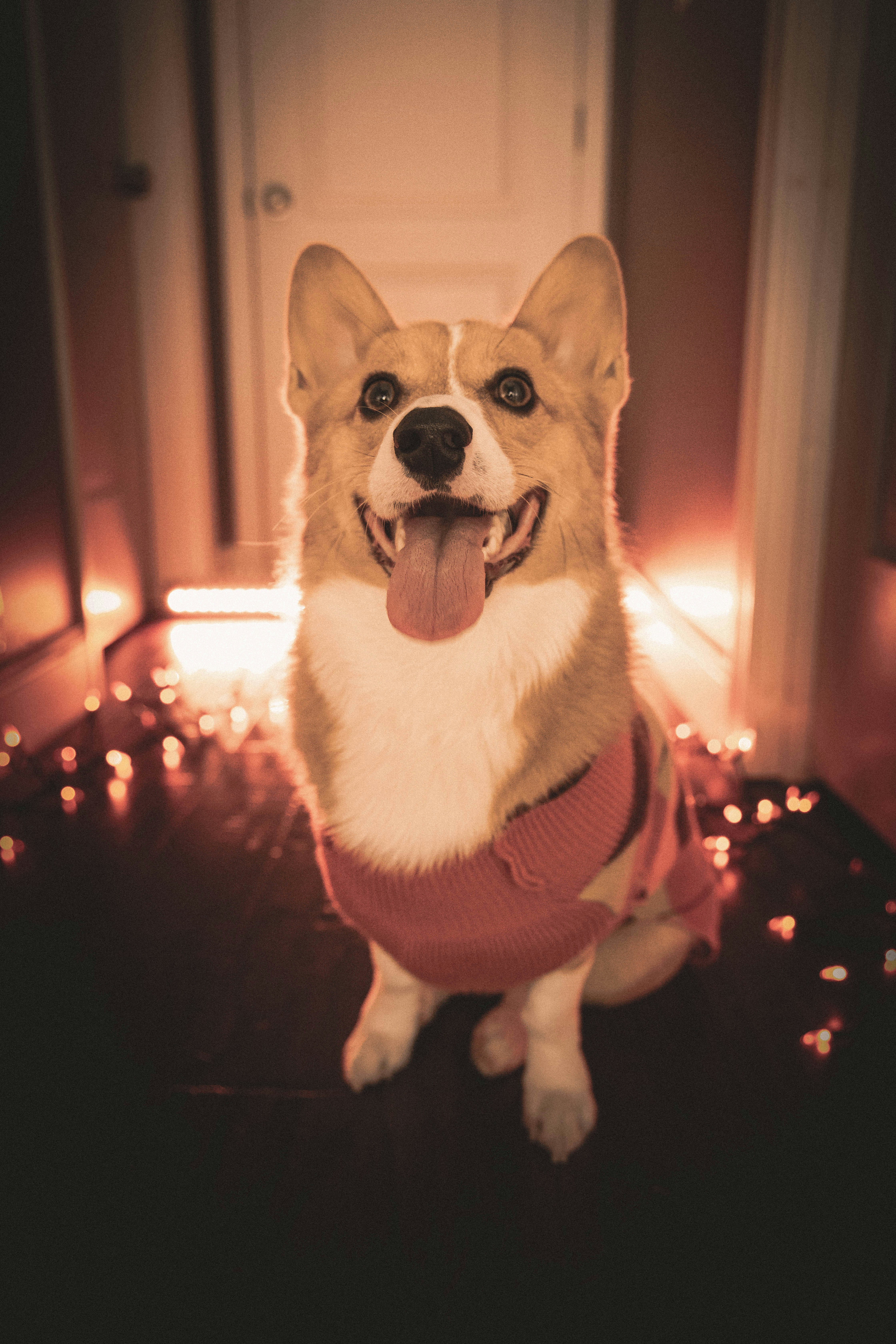 Warm Spotlight: Corgi in a Hallway of Glow