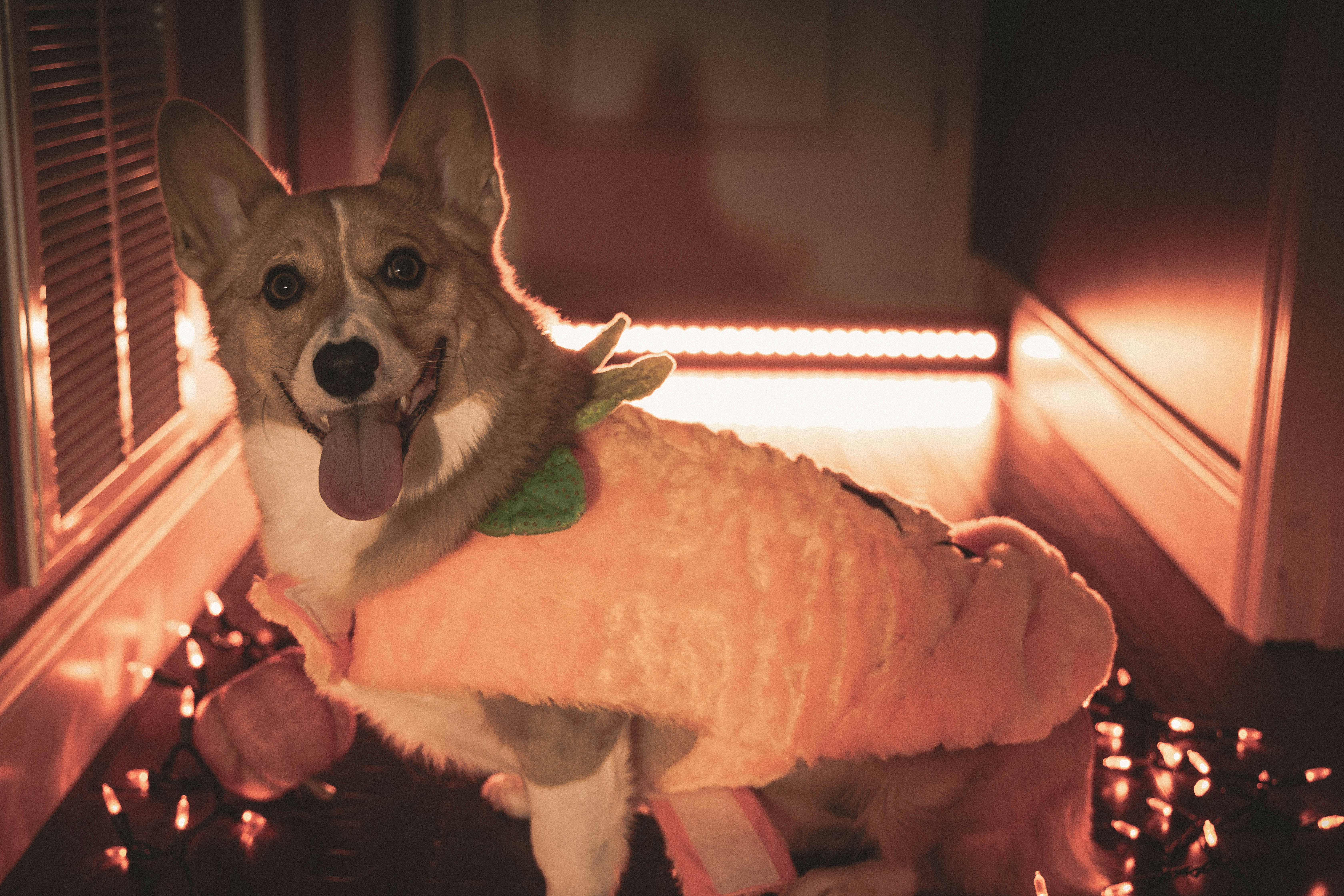 Amber Backlight Spotlight on a Carrot-Costumed Corgi
