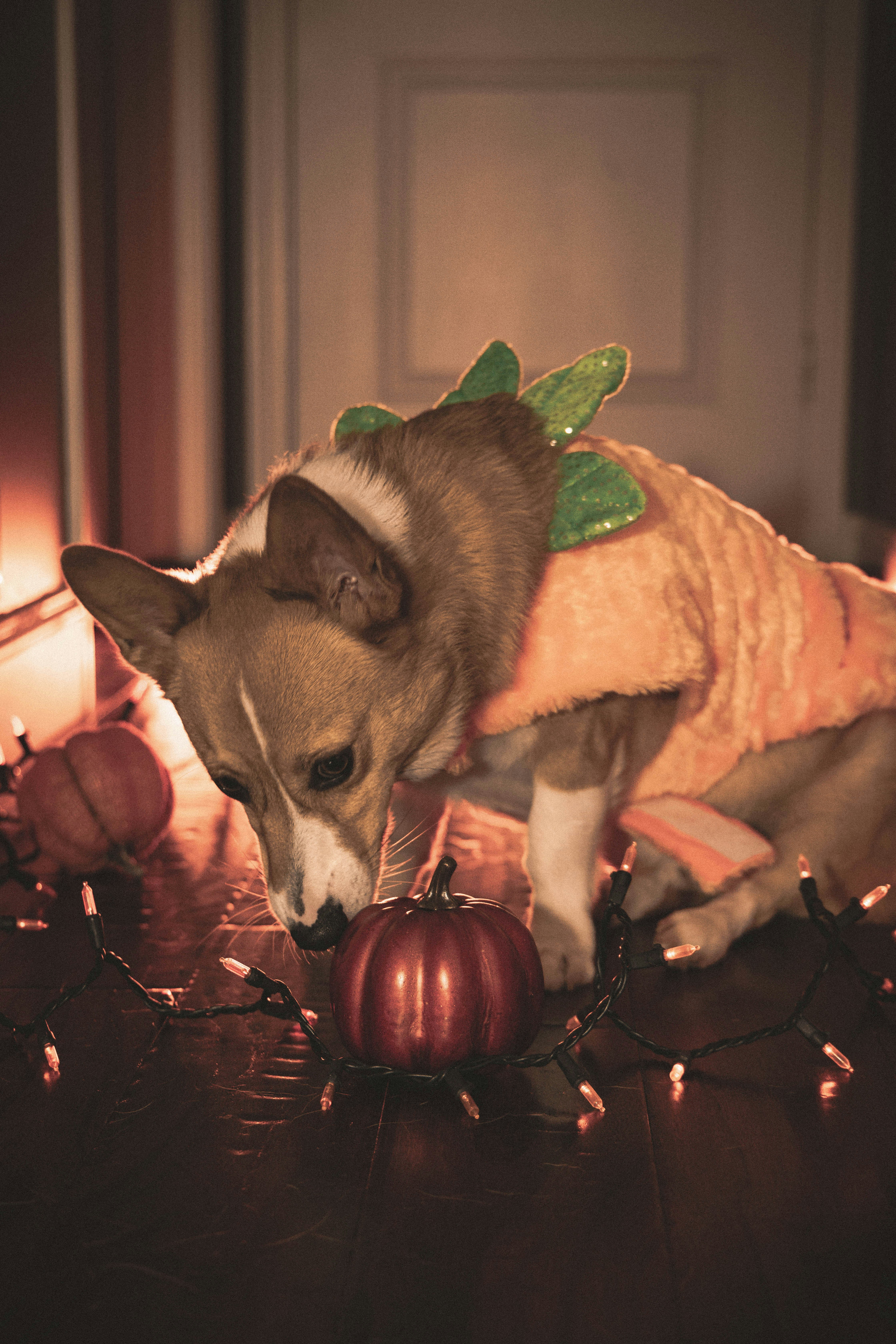Warm-Glow Corgi and the Tiny Pumpkin: A Cozy Halloween Moment