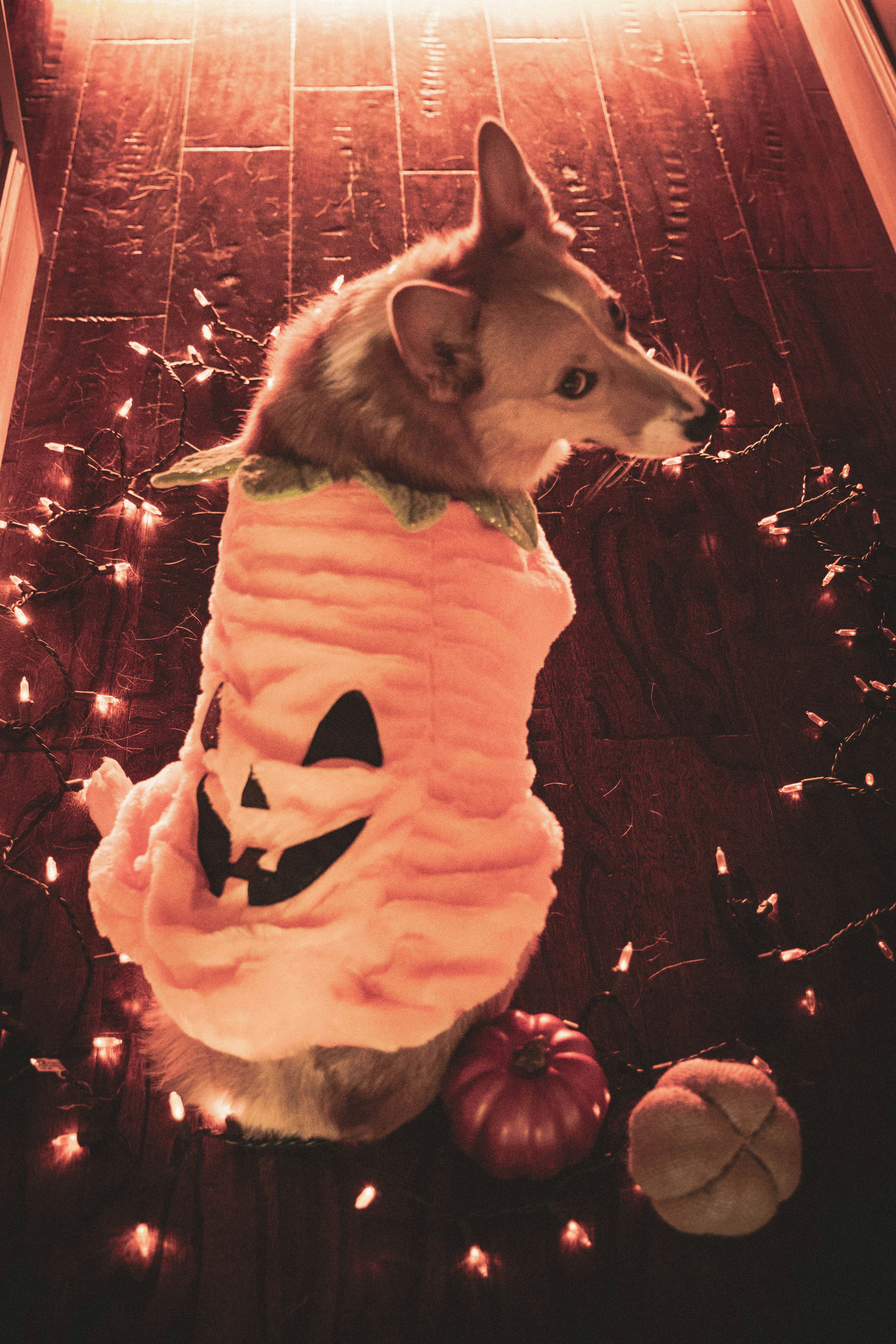 Halloween Hound in a Cozy Pumpkin Cowl