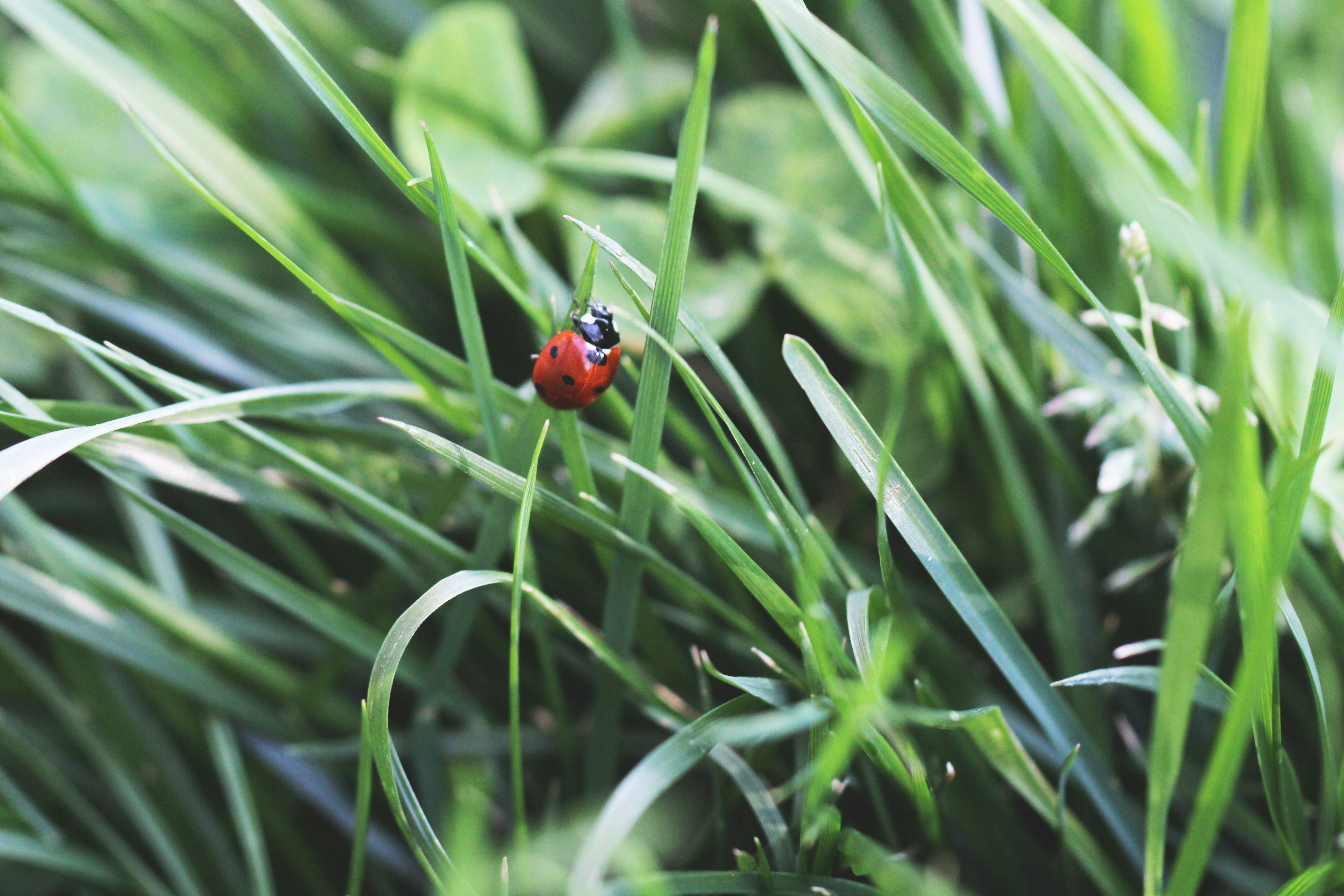 Bright red ladybug perched on vibrant green grass blades, showcasing nature's delicate beauty.