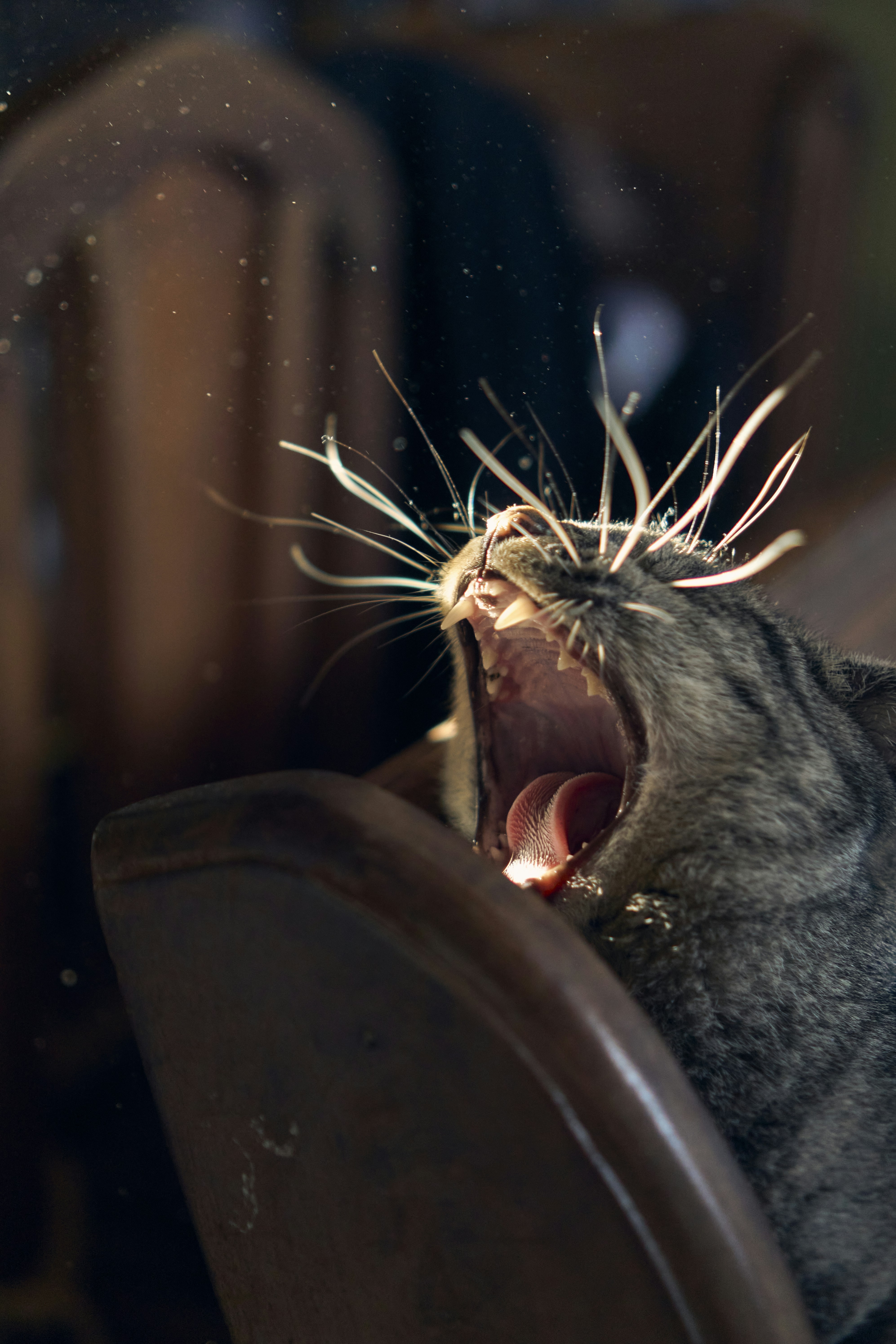 Mid-Yawn Fury: A Close-Up of a Cat’s Gape