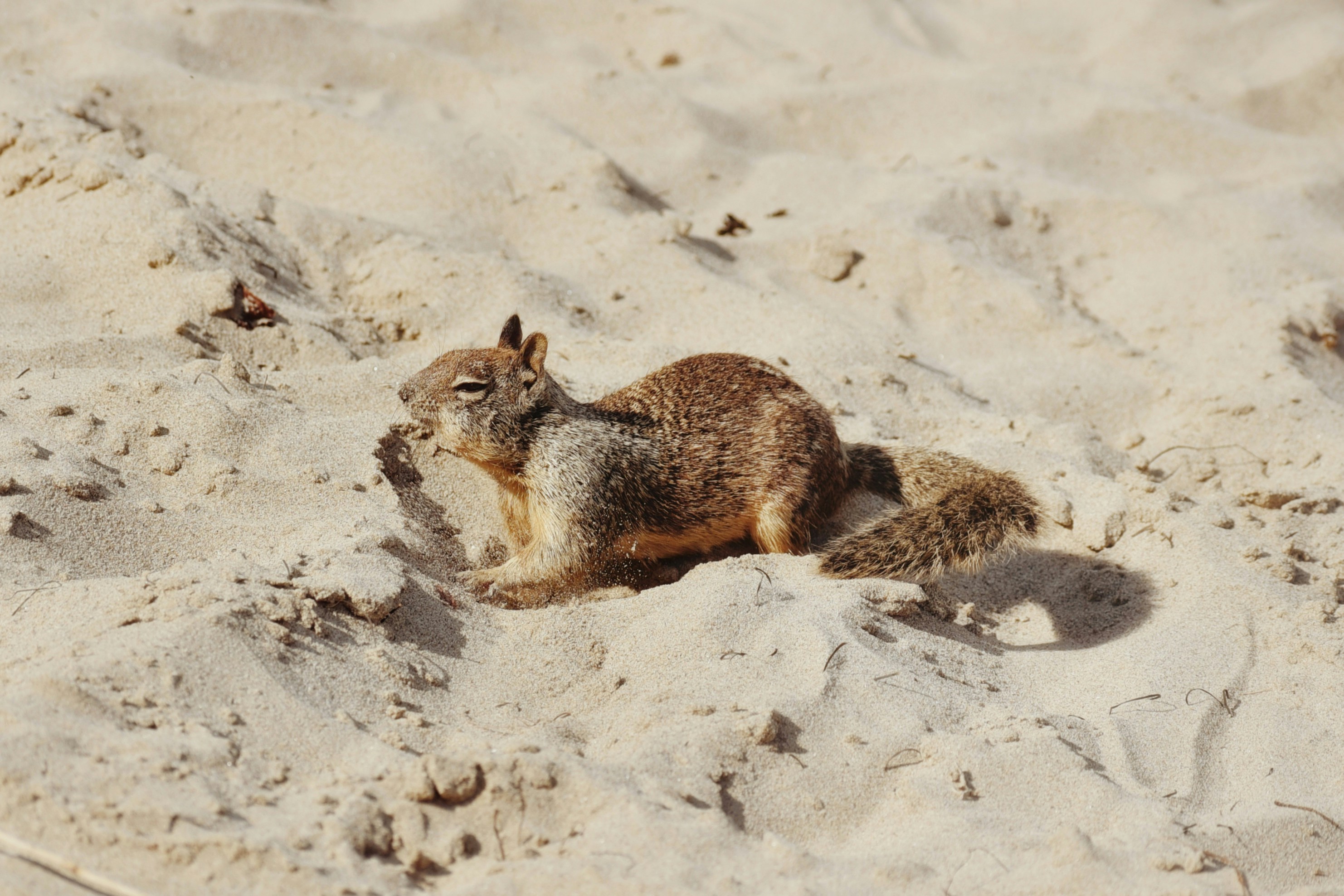 Imagens de Fauna De Praia | Baixe imagens gratuitas na Unsplash