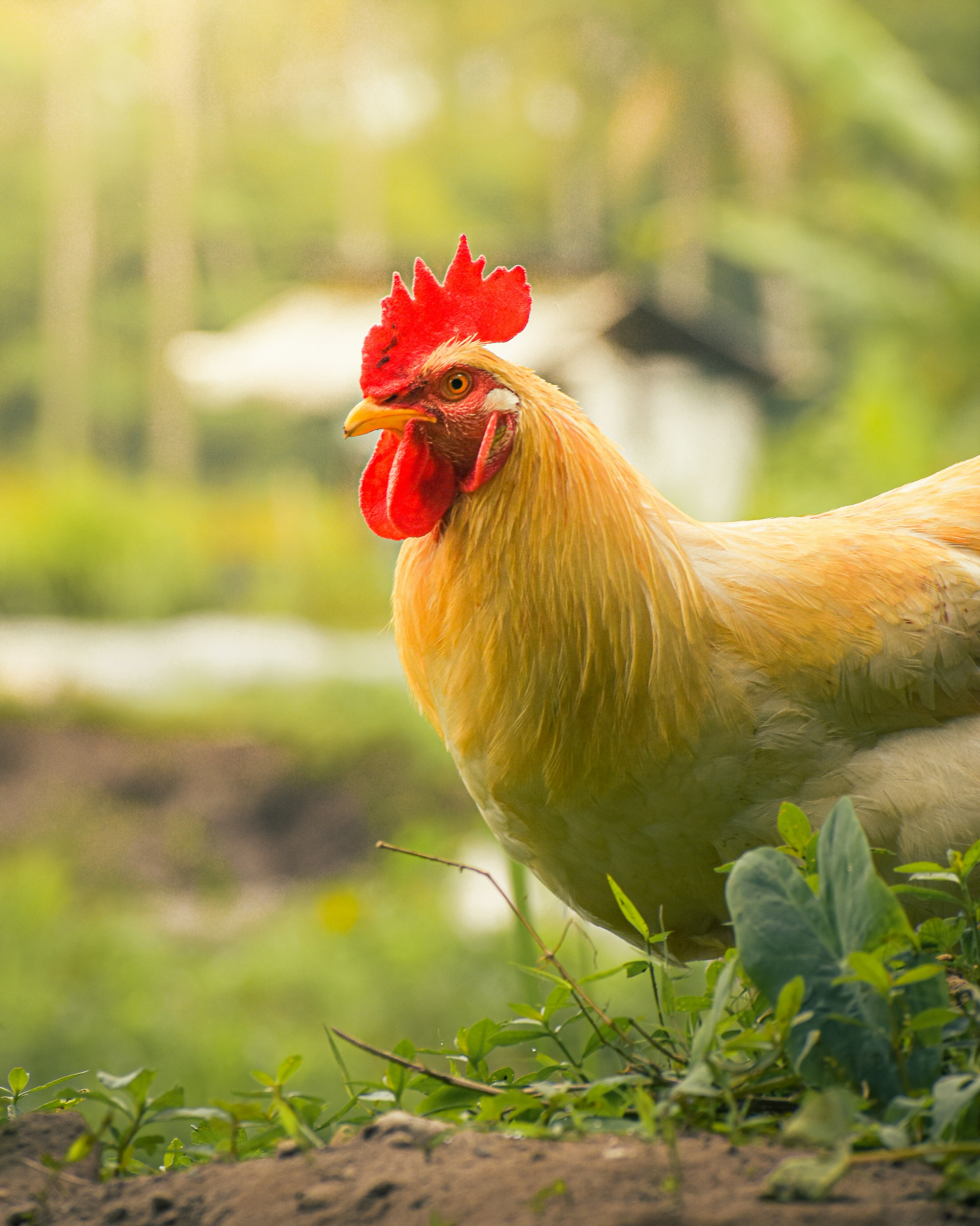 A chicken standing in the grass photo – Free Indonesia Image on Unsplash