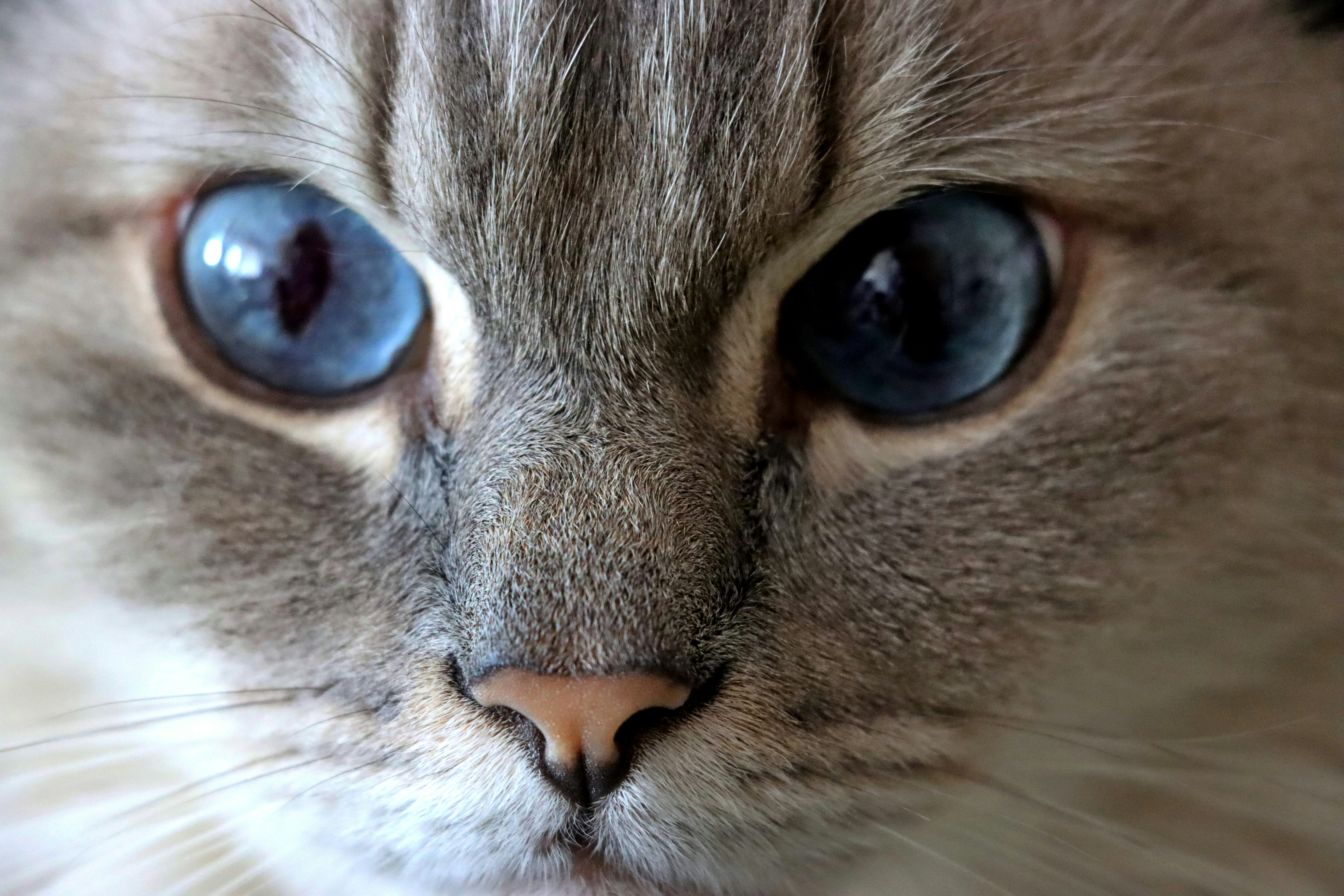 Azure Gaze: An Intimate Close-Up of a Cat's Blue Eyes